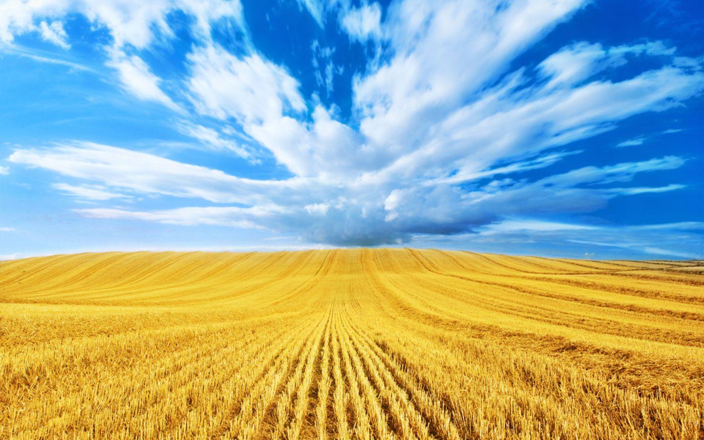 Wheat Harvest Wallpapers - Top Free Wheat Harvest Backgrounds ...