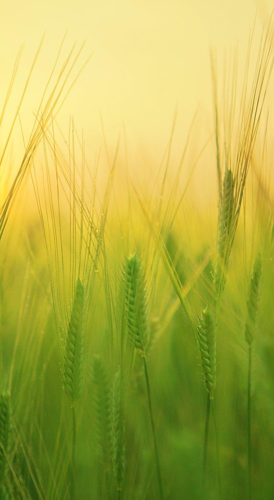 Wheat Harvest Wallpapers - Top Free Wheat Harvest Backgrounds ...