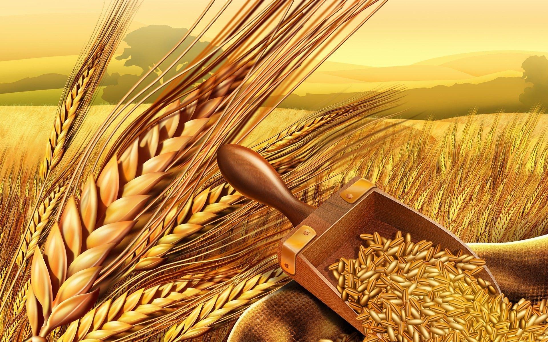 Wheat Harvest Wallpapers - Top Free Wheat Harvest Backgrounds ...