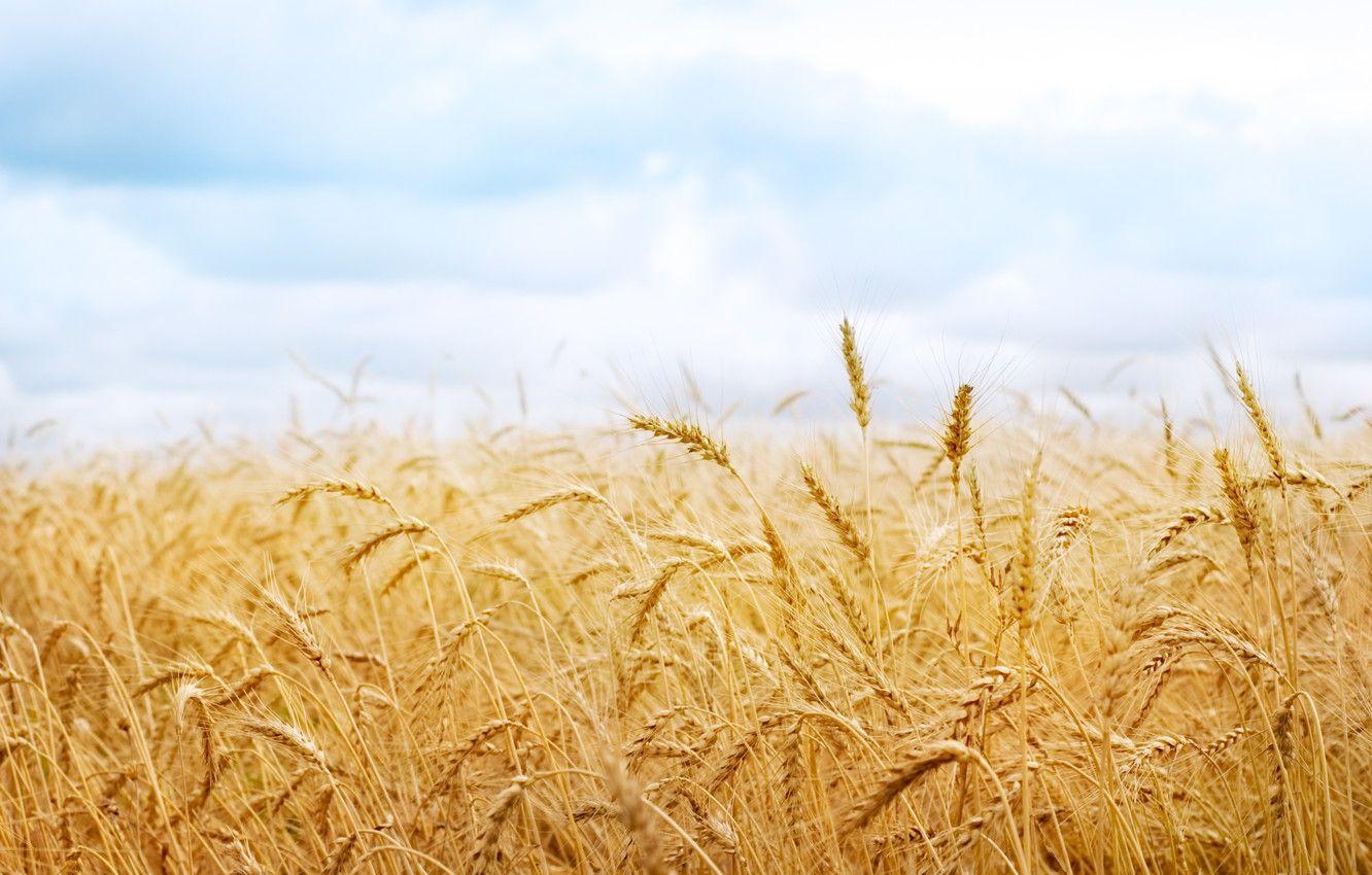 Wheat Harvest Wallpapers - Top Free Wheat Harvest Backgrounds ...