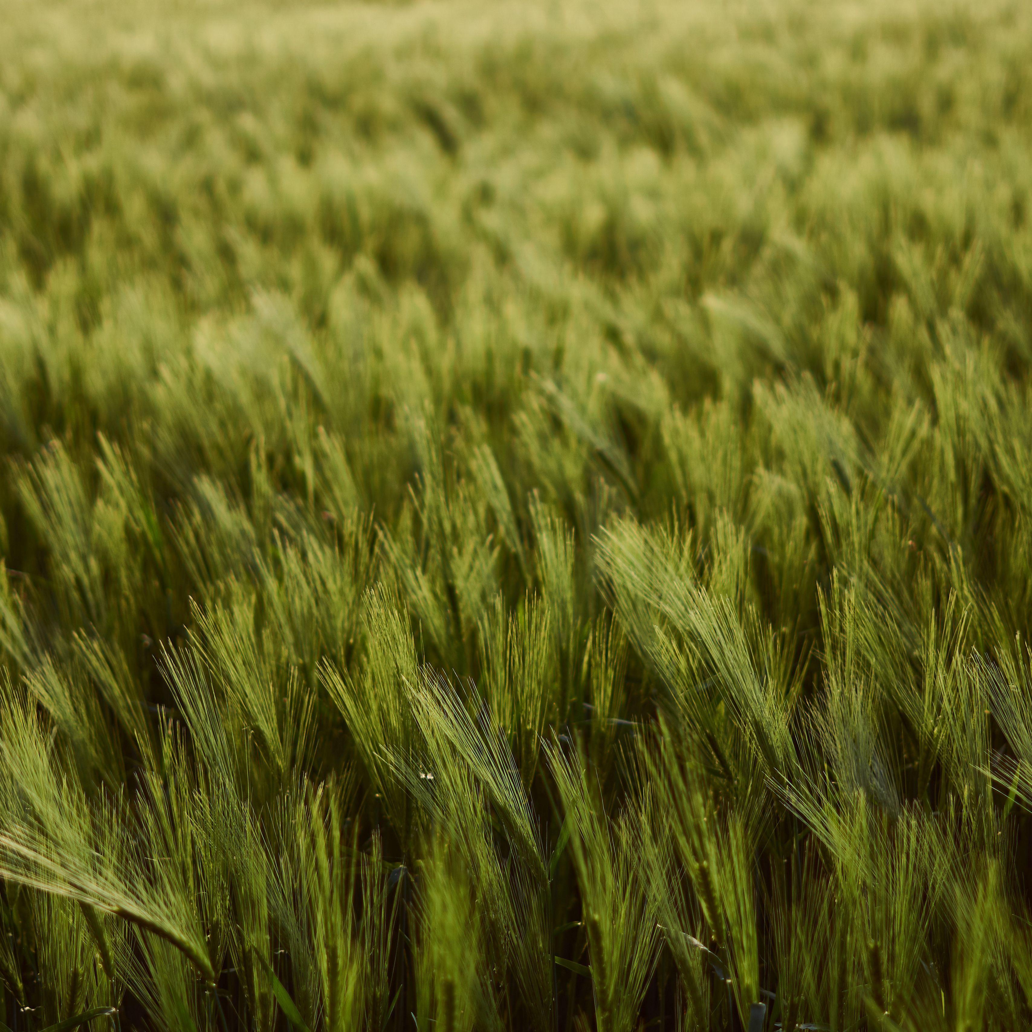 Wheat Harvest Wallpapers - Top Free Wheat Harvest Backgrounds ...