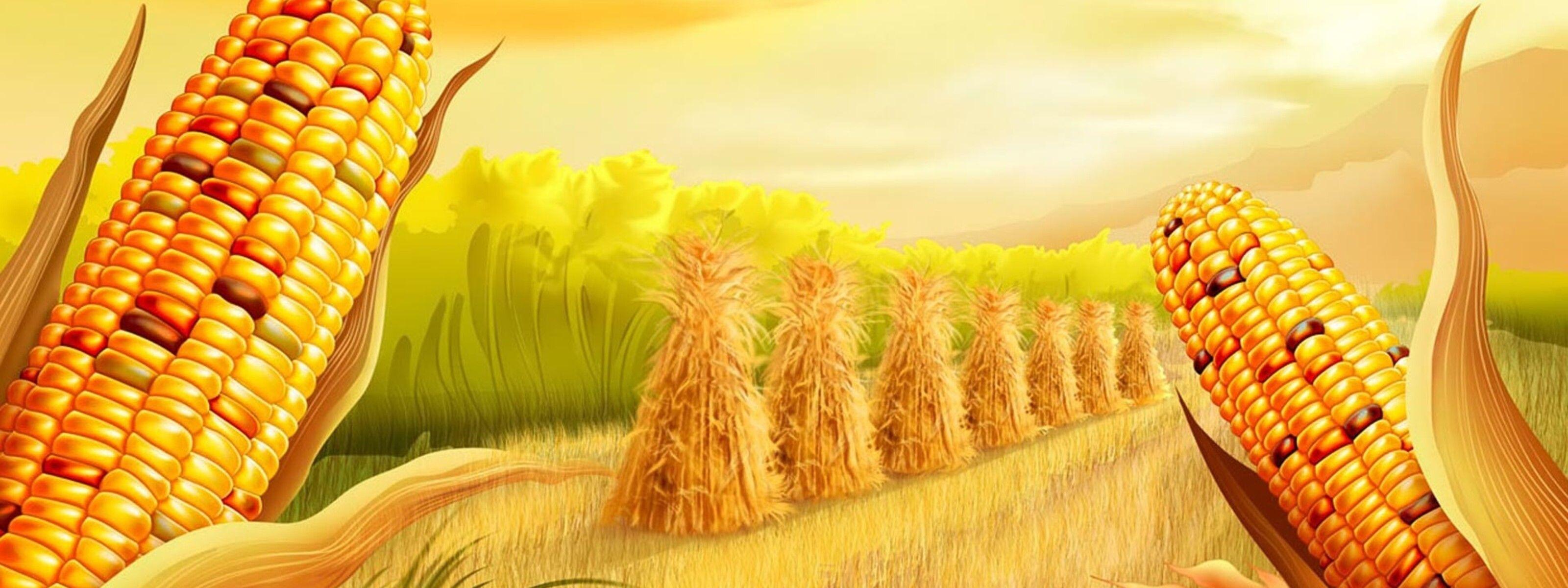 Wheat Harvest Wallpapers - Top Free Wheat Harvest Backgrounds ...
