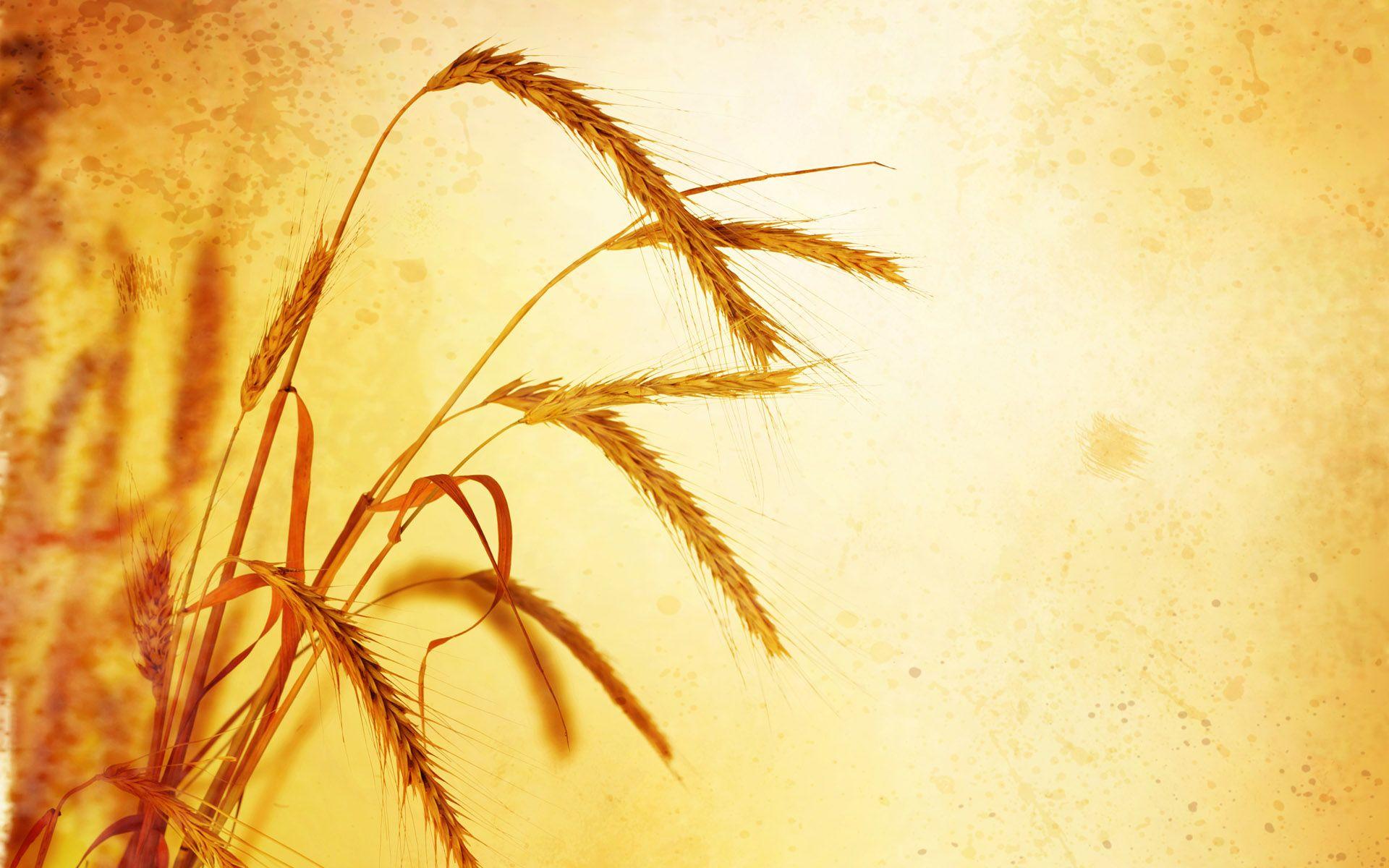 Wheat Harvest Wallpapers - Top Free Wheat Harvest Backgrounds ...