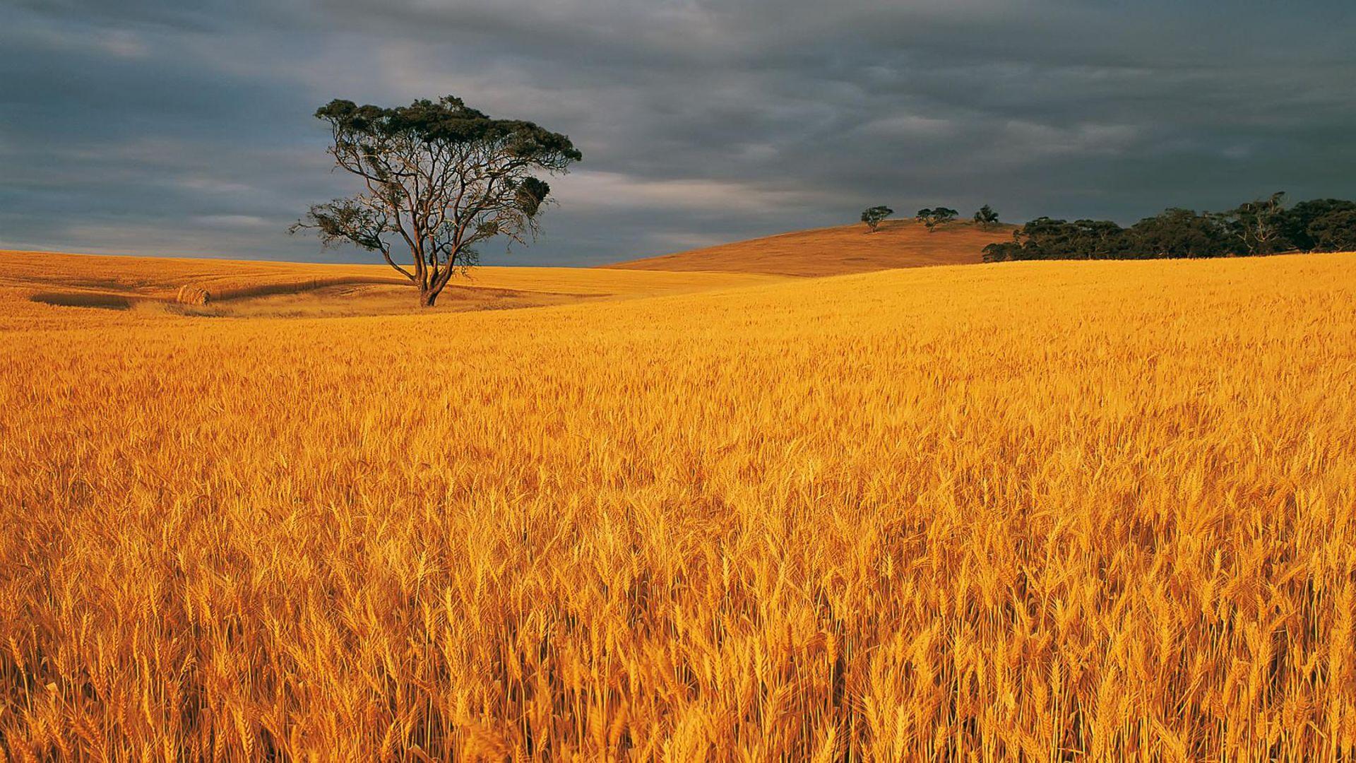 Wheat Harvest Wallpapers - Top Free Wheat Harvest Backgrounds ...