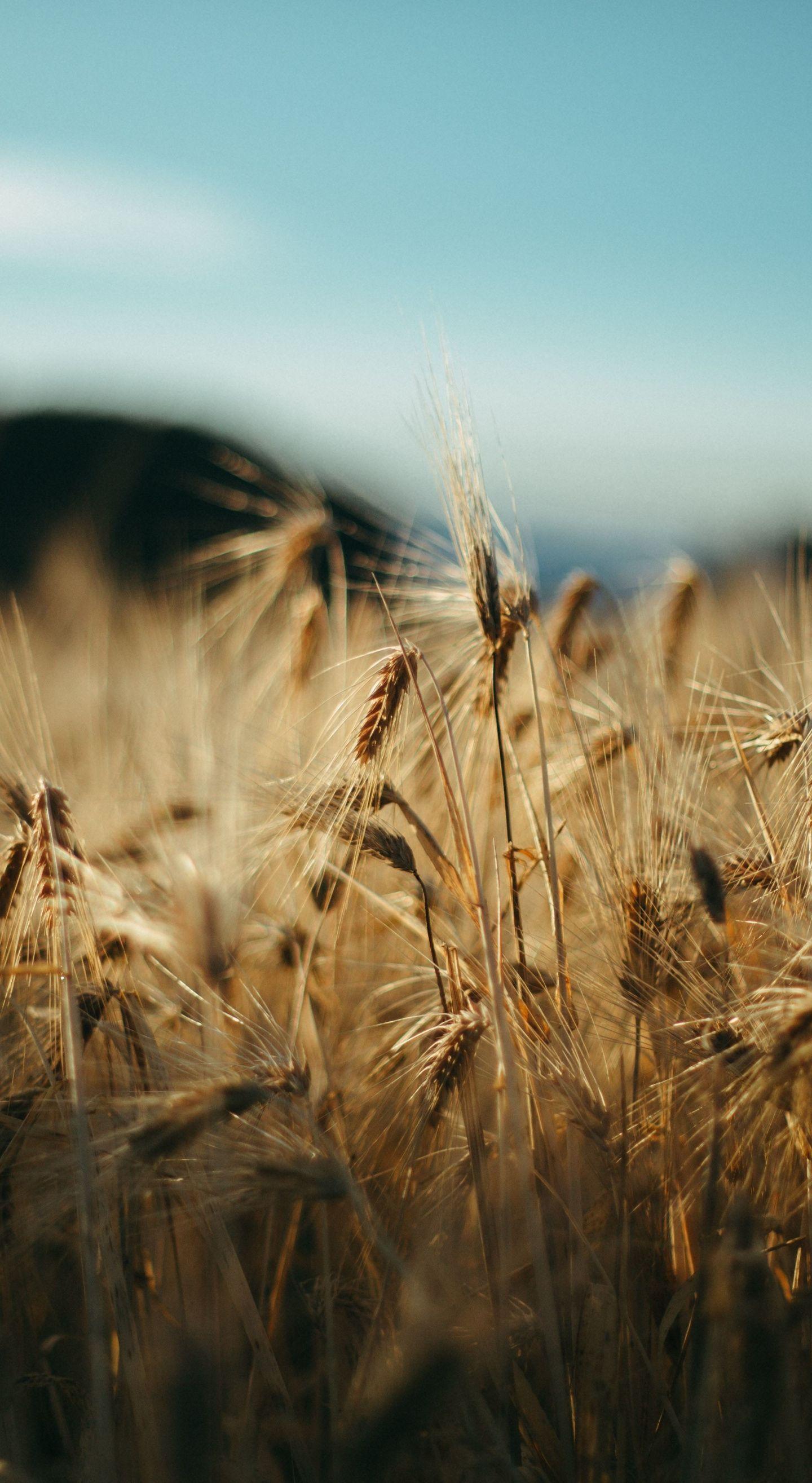 Farm Phone Wallpapers - Top Free Farm Phone Backgrounds - WallpaperAccess