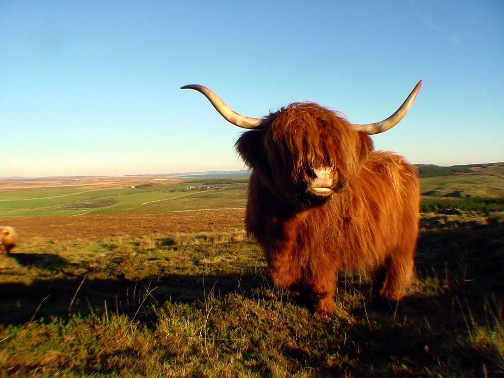 Wild Bull Wallpapers - Top Free Wild Bull Backgrounds - WallpaperAccess