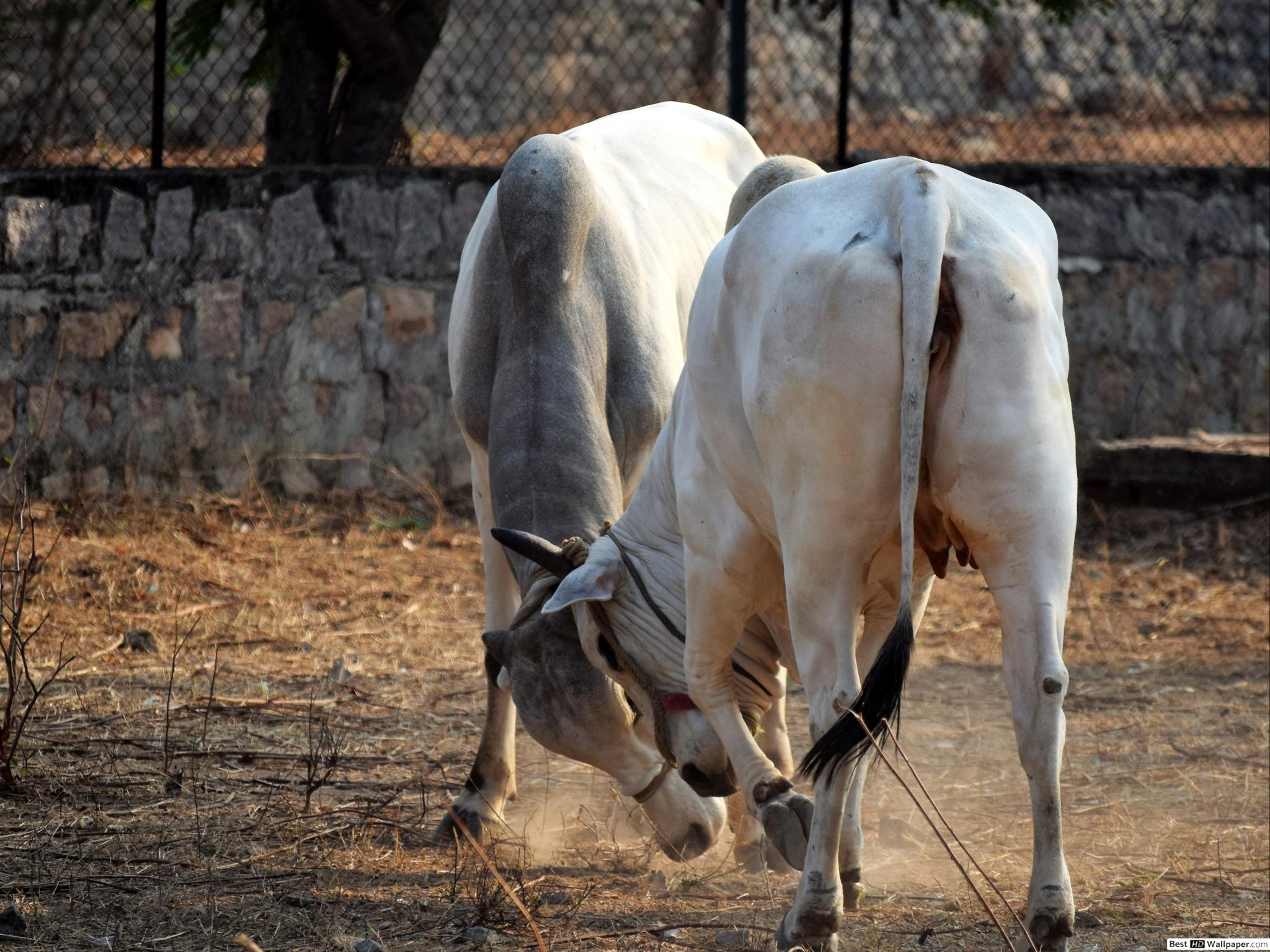 Wild Bull Wallpapers - Top Free Wild Bull Backgrounds - WallpaperAccess