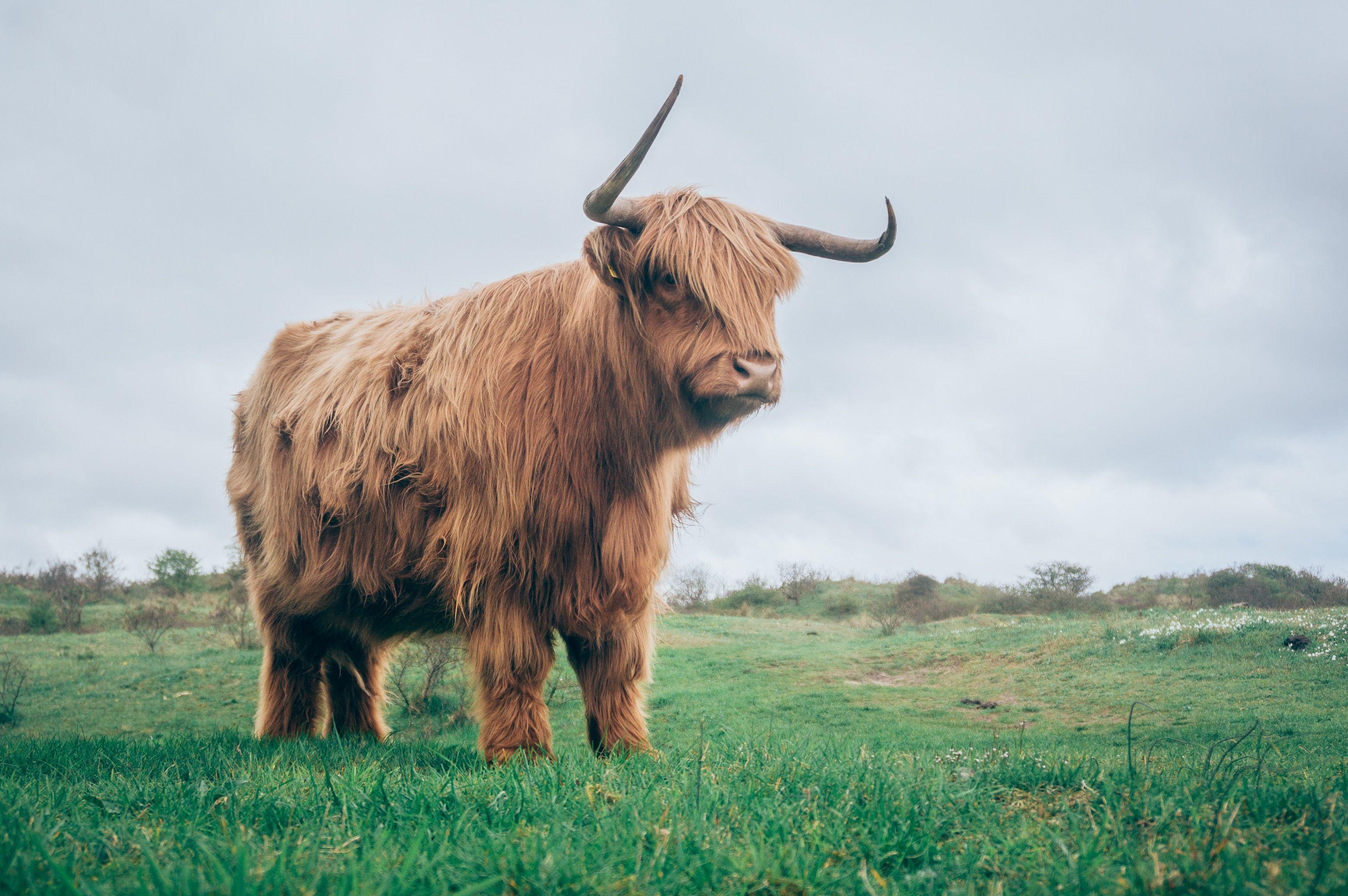 Wild Bull Wallpapers - Top Free Wild Bull Backgrounds - WallpaperAccess