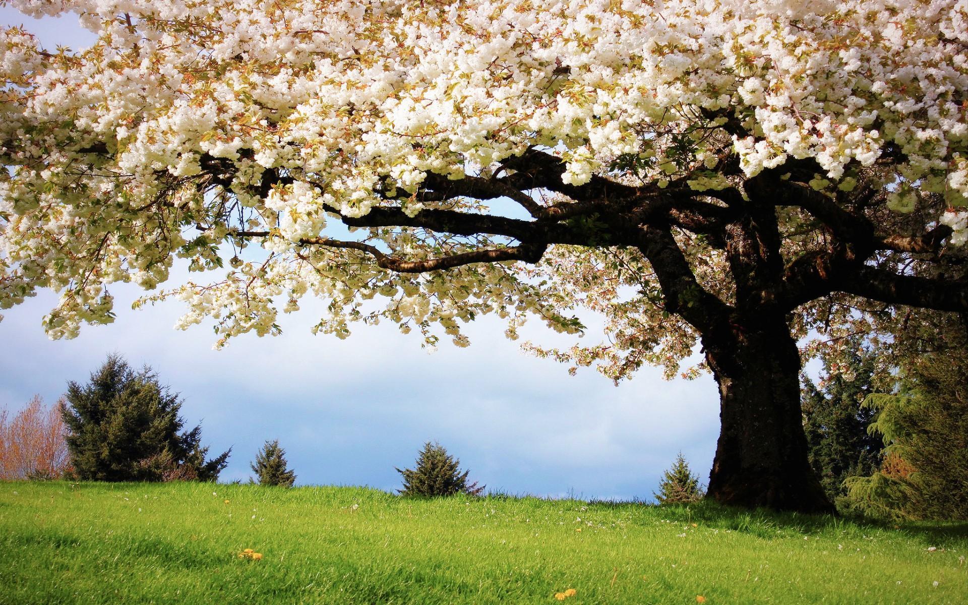 Tree and Flower Wallpapers - Top Free Tree and Flower Backgrounds ...