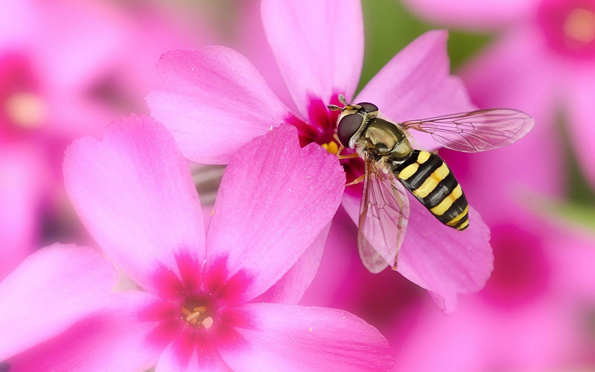 Bee and Flower Wallpapers - Top Free Bee and Flower Backgrounds ...