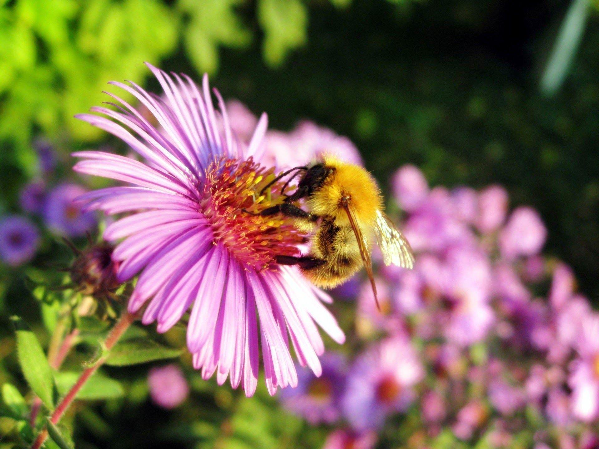 Bee and Flower Wallpapers - Top Free Bee and Flower Backgrounds ...