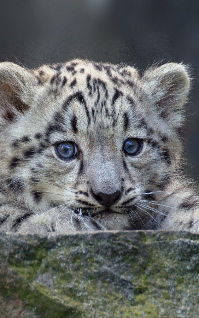 Snow Leopard Cubs Wallpapers - Top Free Snow Leopard Cubs Backgrounds ...