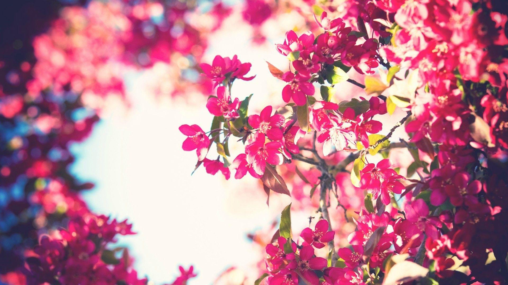 Tree and Flower Wallpapers - Top Free Tree and Flower Backgrounds ...