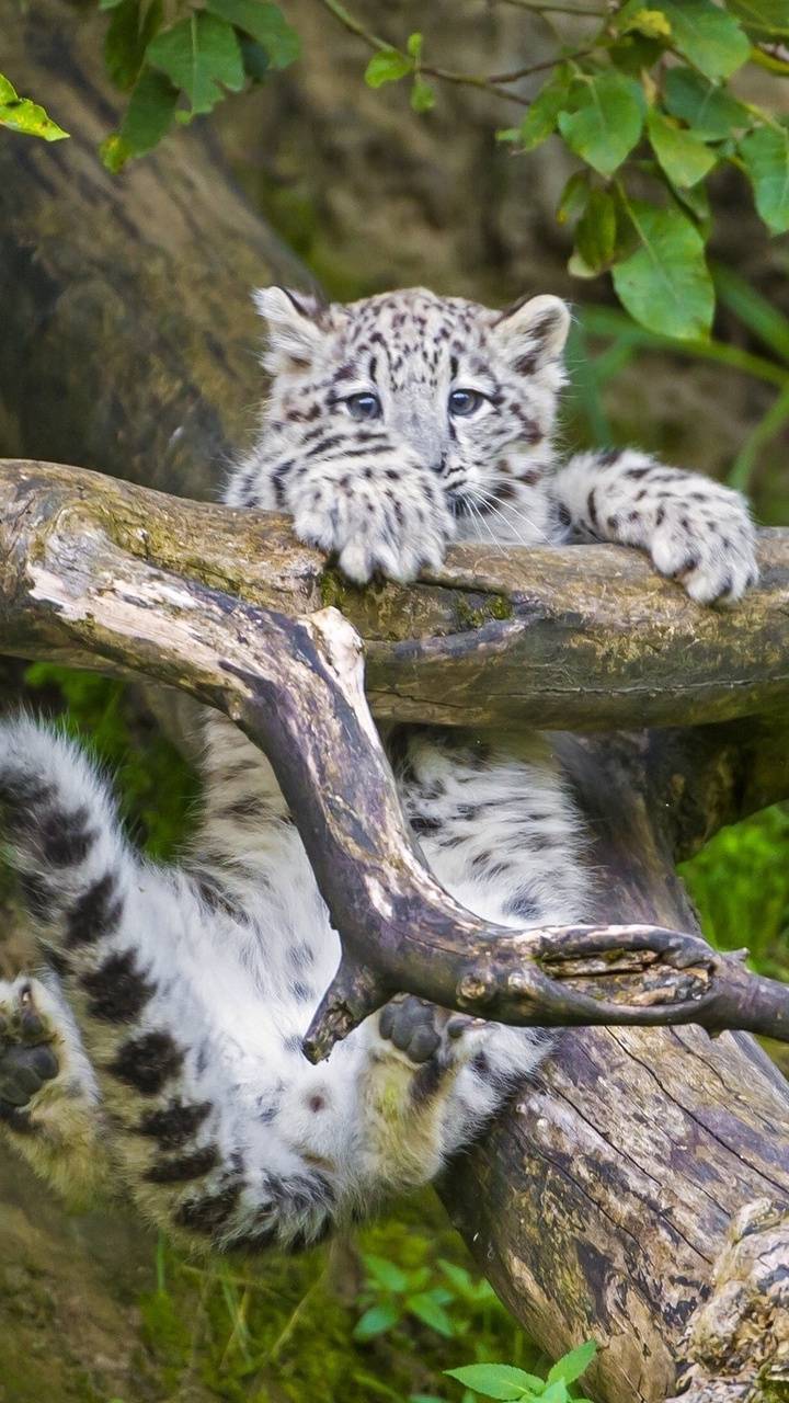 Snow Leopard Cubs Wallpapers - Top Free Snow Leopard Cubs Backgrounds ...