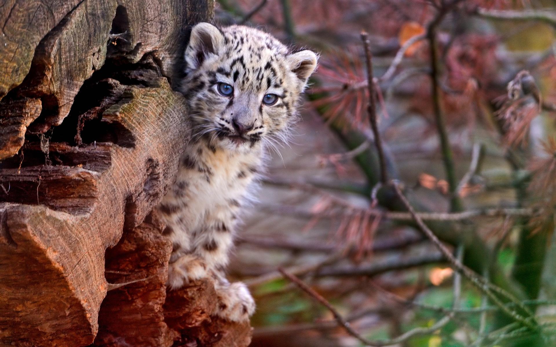 Snow Leopard Cubs Wallpapers - Top Free Snow Leopard Cubs Backgrounds ...