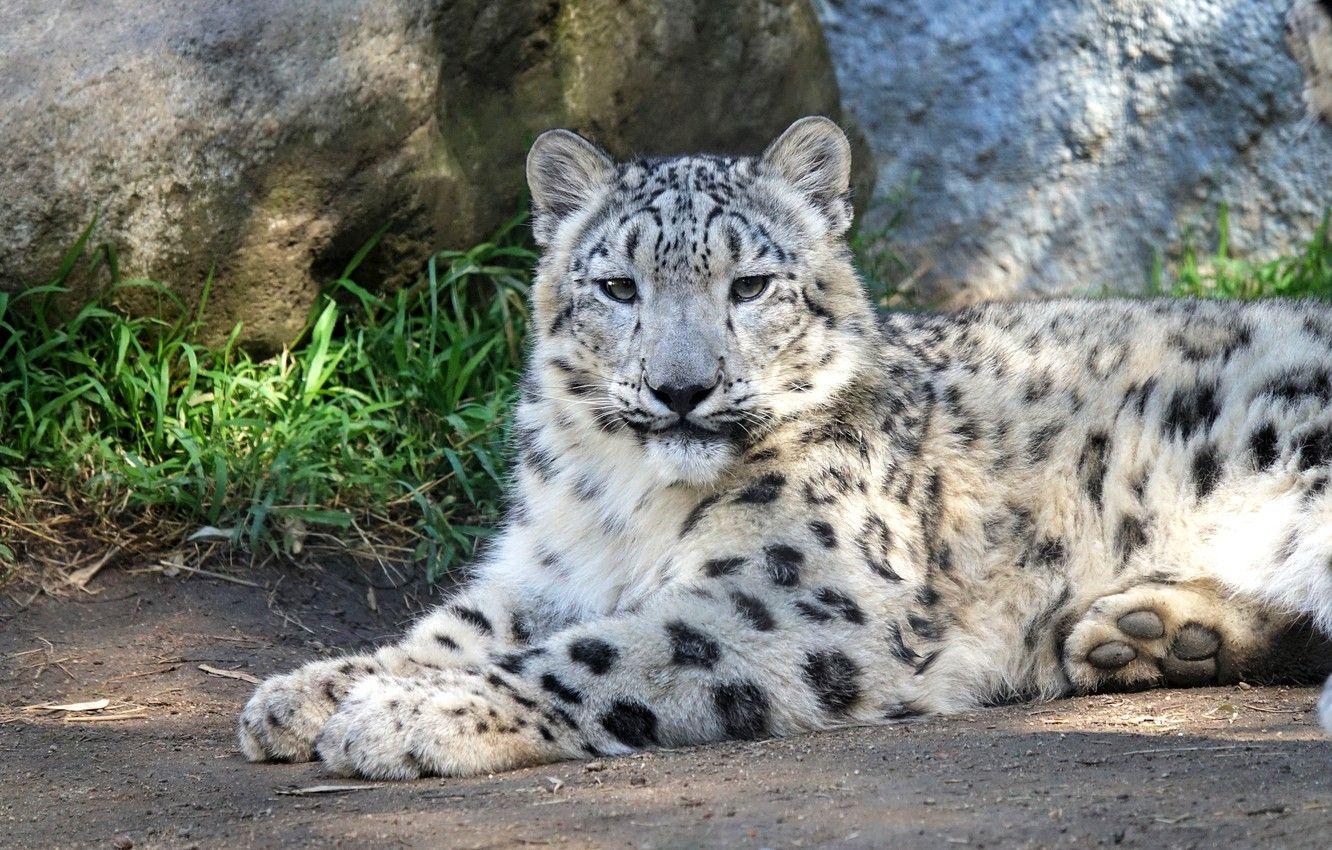 Snow Leopard Cubs Wallpapers - Top Free Snow Leopard Cubs Backgrounds ...