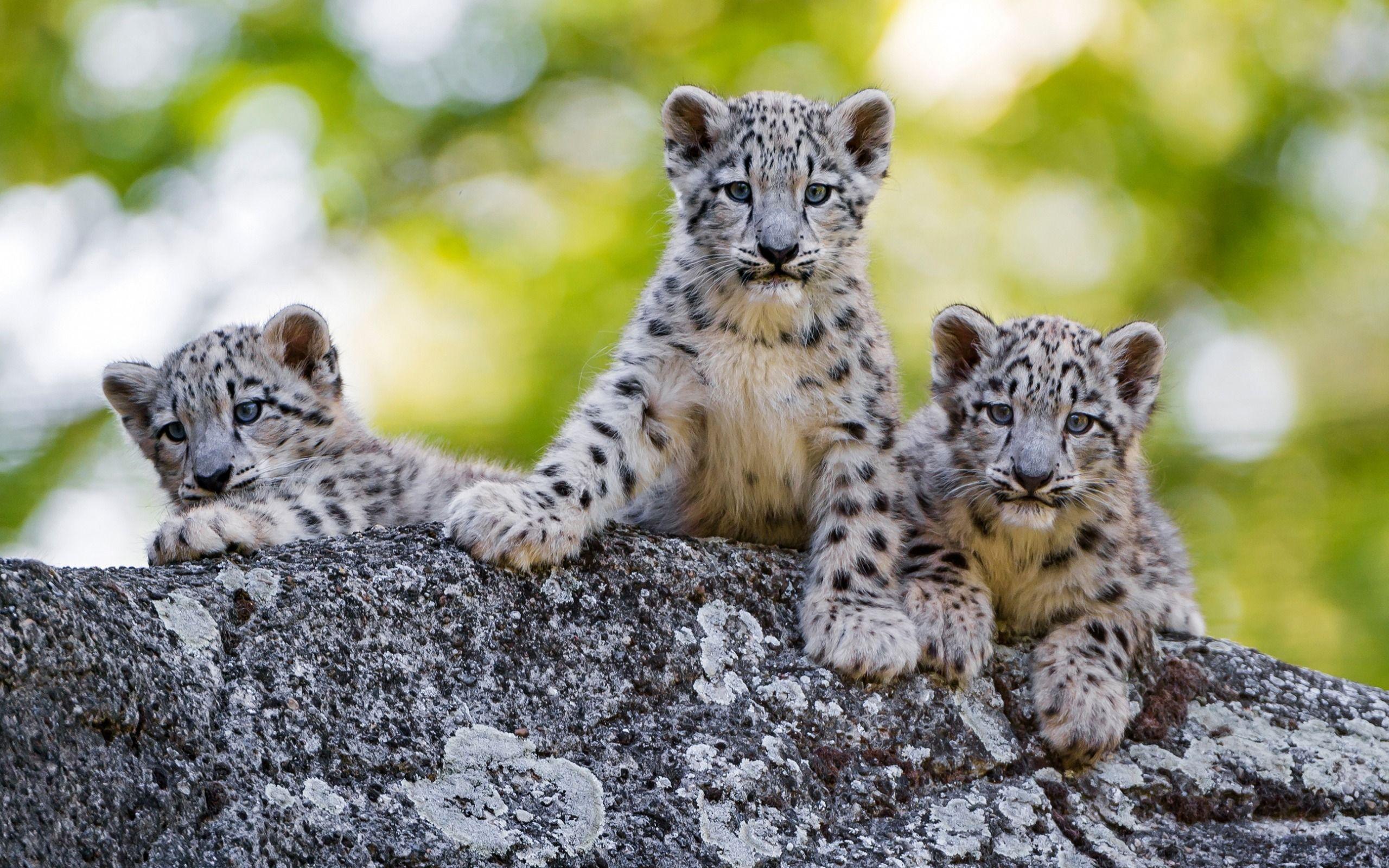 Snow Leopard Cubs Wallpapers - Top Free Snow Leopard Cubs Backgrounds ...