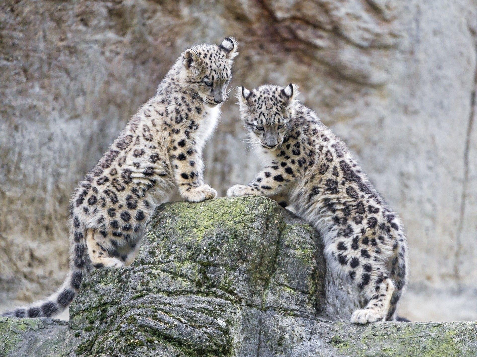 Snow Leopard Cubs Wallpapers - Top Free Snow Leopard Cubs Backgrounds ...