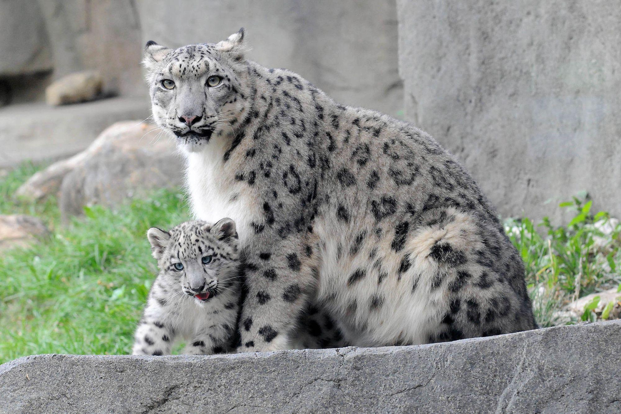 Snow Leopard Cubs Wallpapers - Top Free Snow Leopard Cubs Backgrounds ...