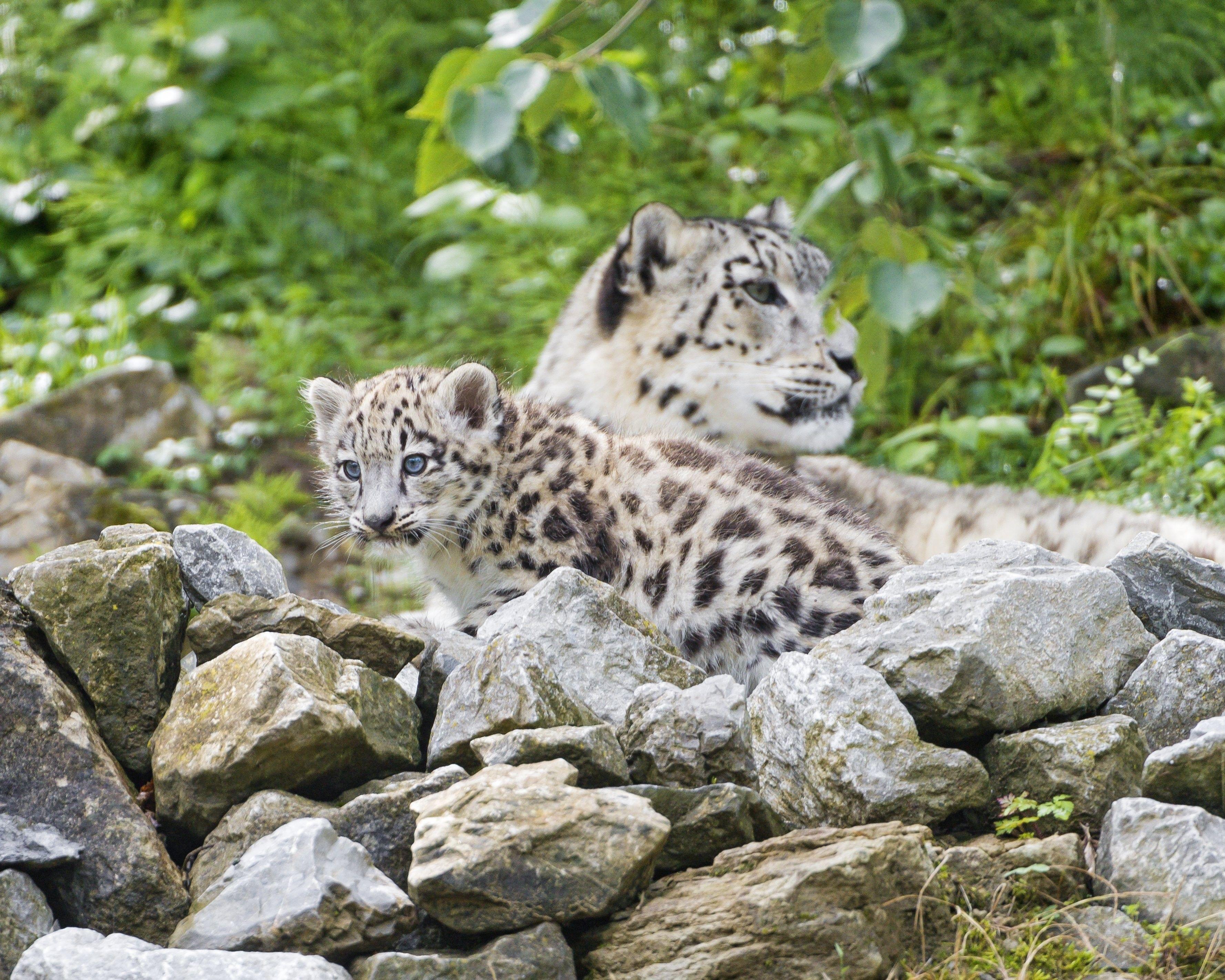 Snow Leopard Cubs Wallpapers - Top Free Snow Leopard Cubs Backgrounds ...