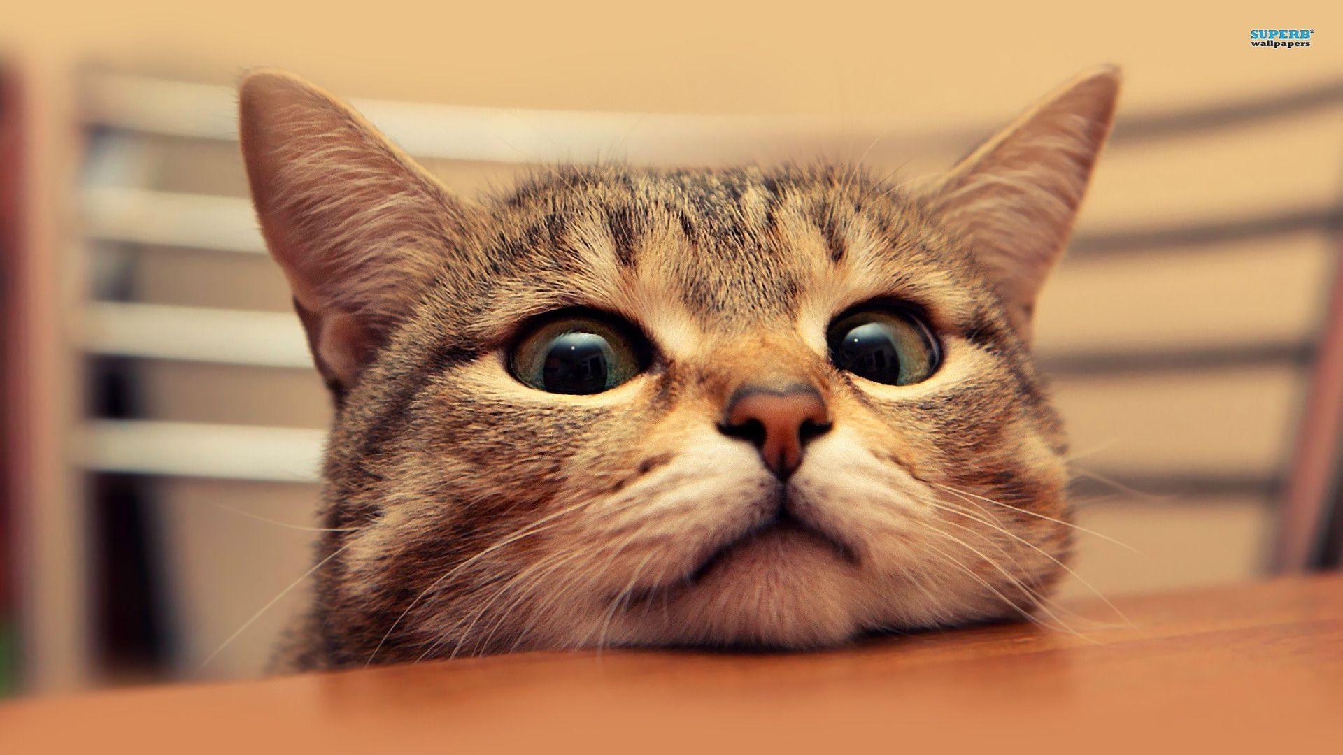 1920X1080 Cat Wallpapers Top Free 1920X1080 Cat Backgrounds 1920X1080 Cat Wallpapers Top Free 1920X1080 Cat Backgrounds