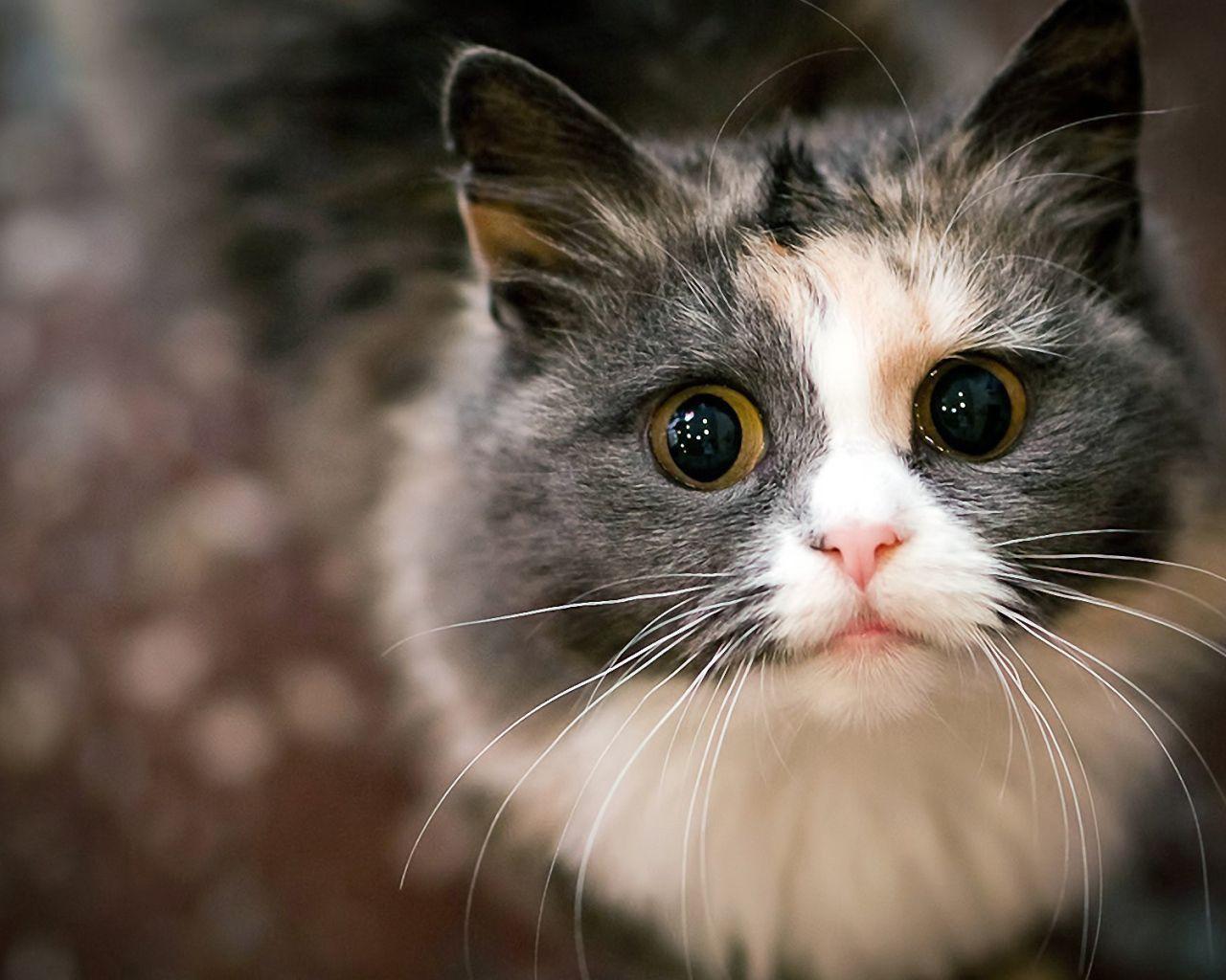 Scared Cat Wallpapers - Top Free Scared Cat Backgrounds - WallpaperAccess
