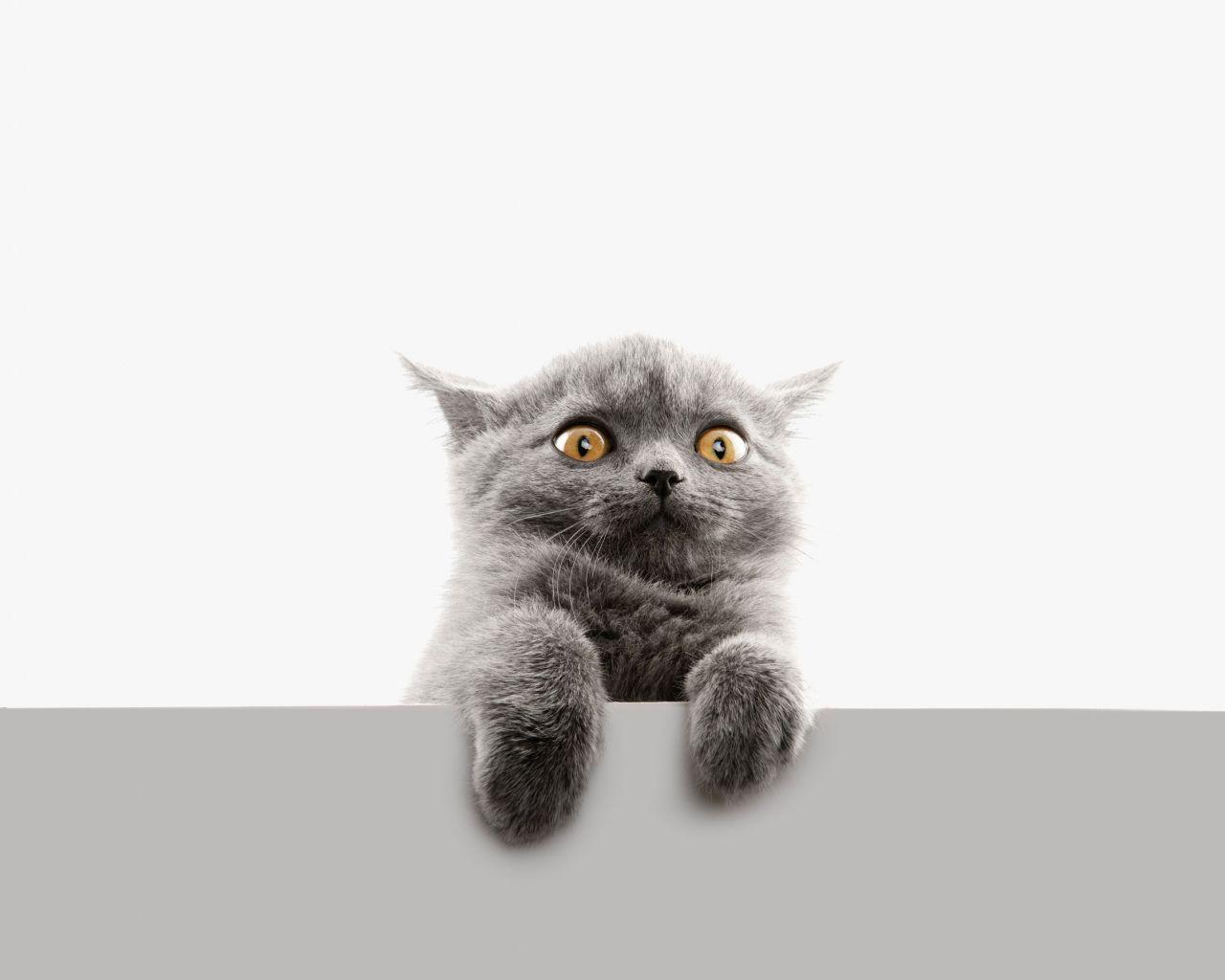 Scared Cat Wallpapers - Top Free Scared Cat Backgrounds - WallpaperAccess
