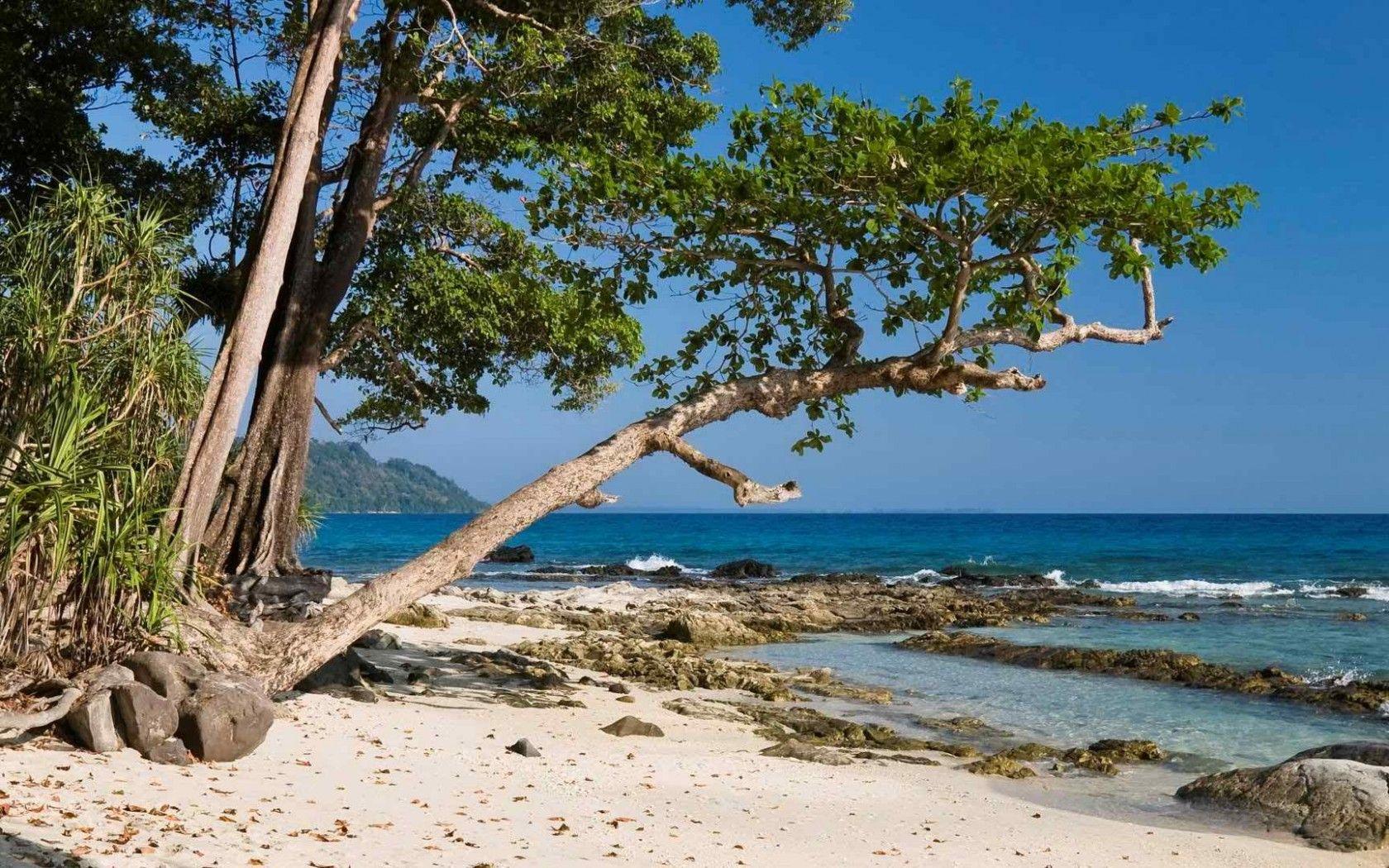 Amazing Tree Wallpapers - Top Free Amazing Tree Backgrounds ...