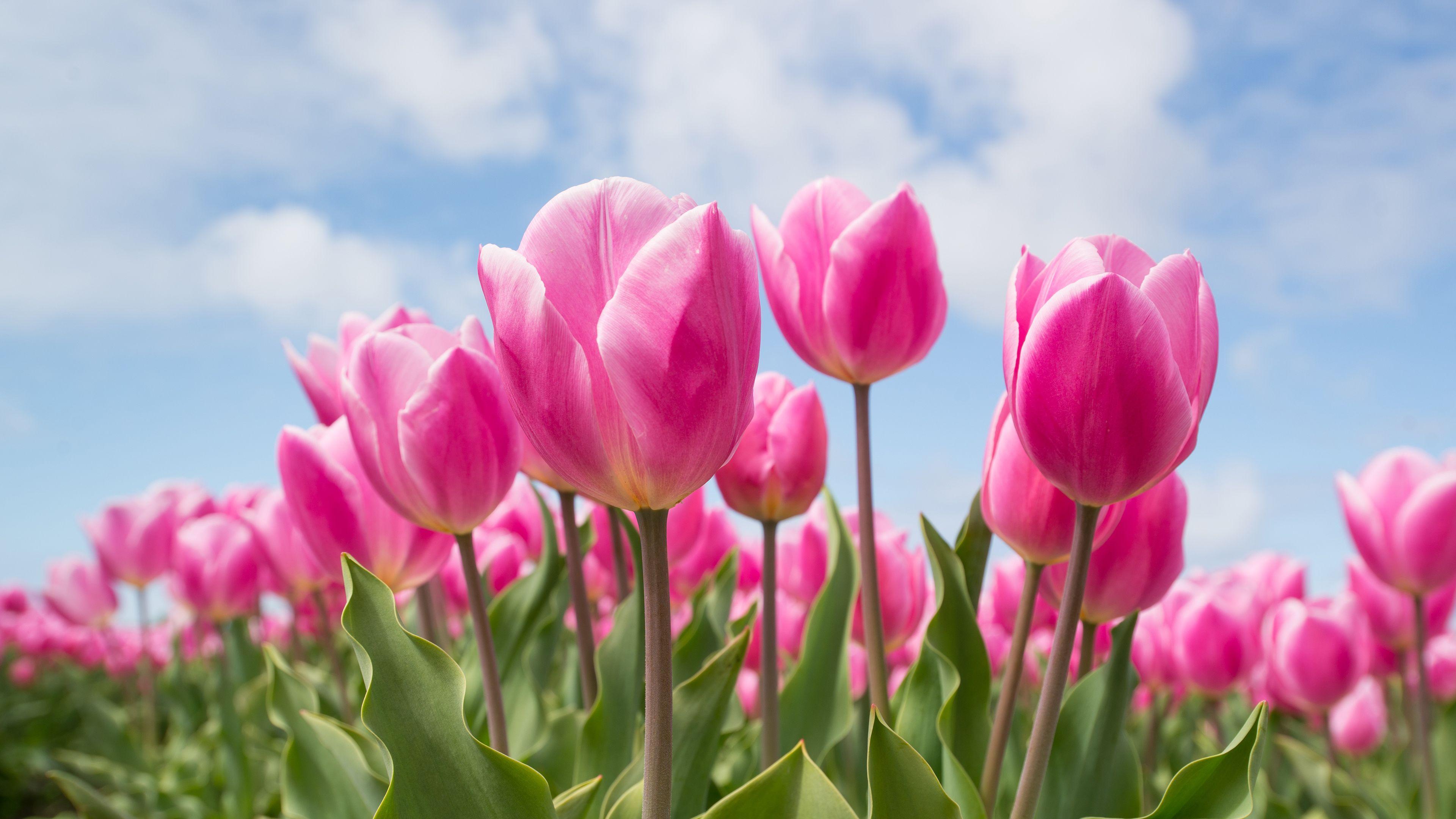 Pink 4K Wallpapers - Top Free Pink 4K Backgrounds - WallpaperAccess