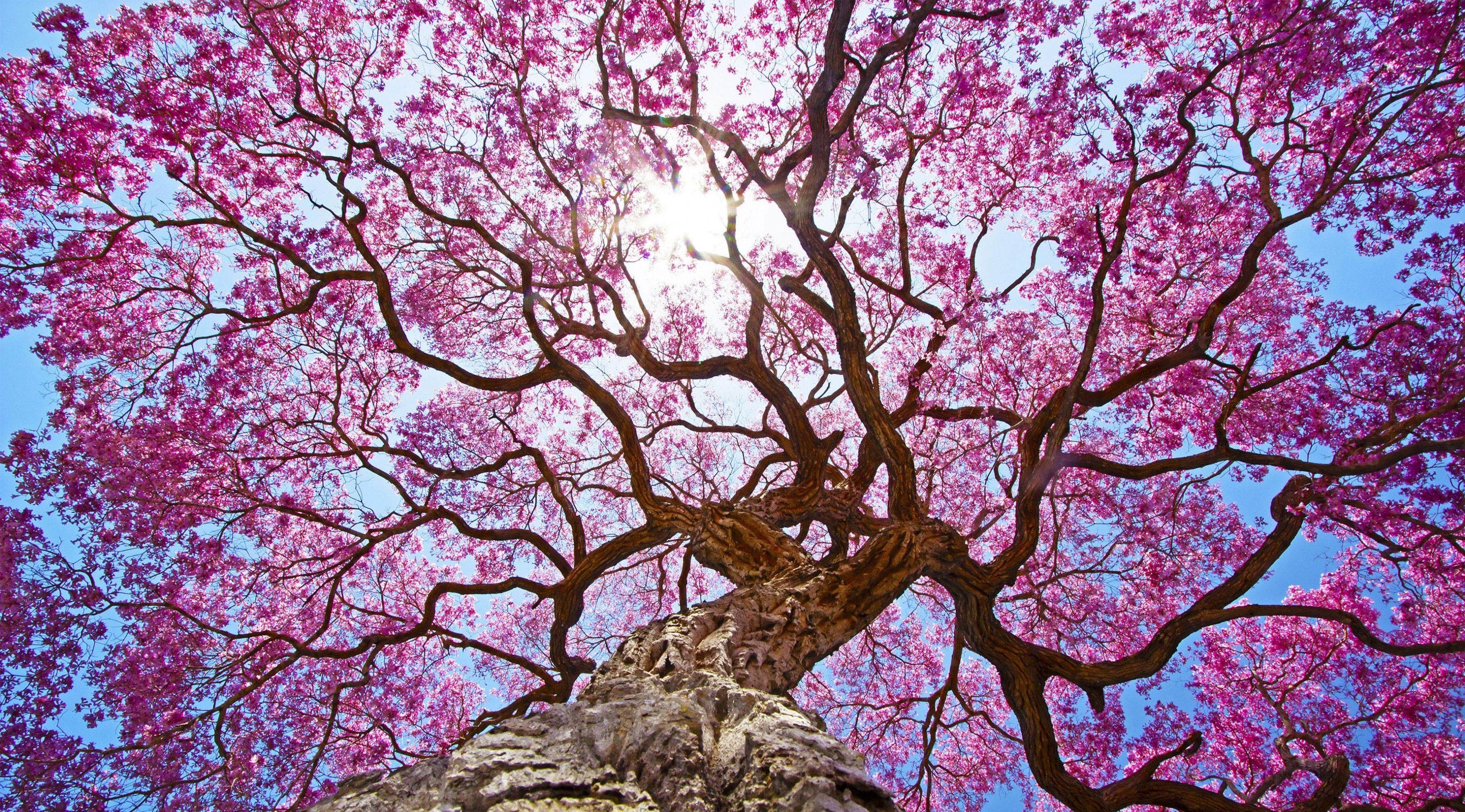 Pink Tree Wallpapers - Top Free Pink Tree Backgrounds - WallpaperAccess