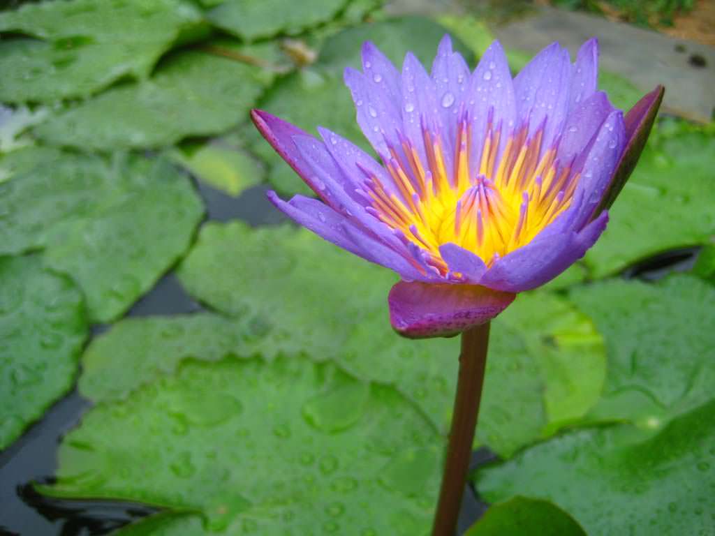 Japanese Lotus Wallpapers - Top Free Japanese Lotus Backgrounds ...