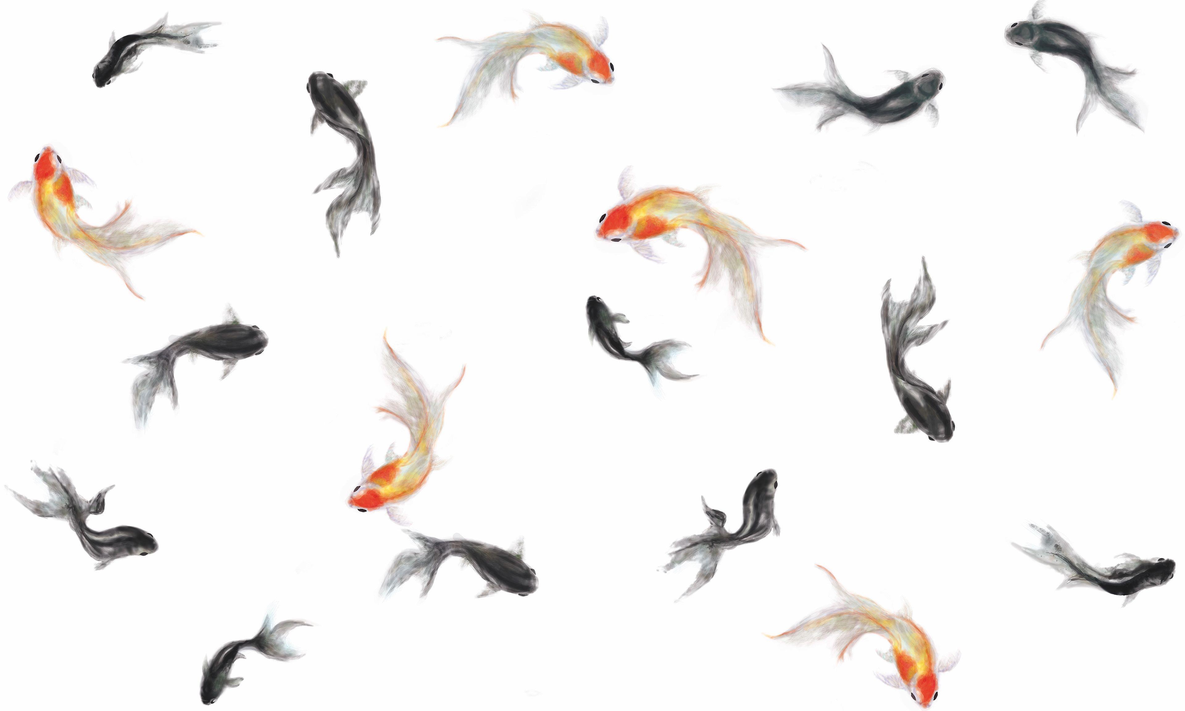 Chinese Fish Wallpapers - Top Free Chinese Fish Backgrounds ...