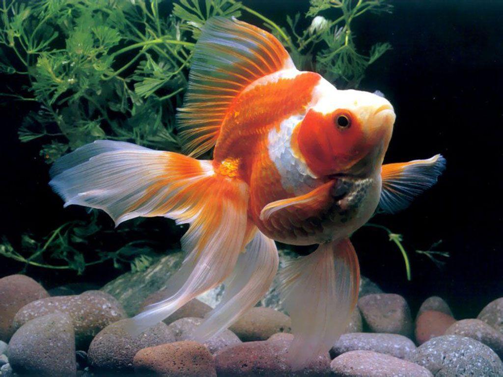Chinese Fish Wallpapers - Top Free Chinese Fish Backgrounds ...