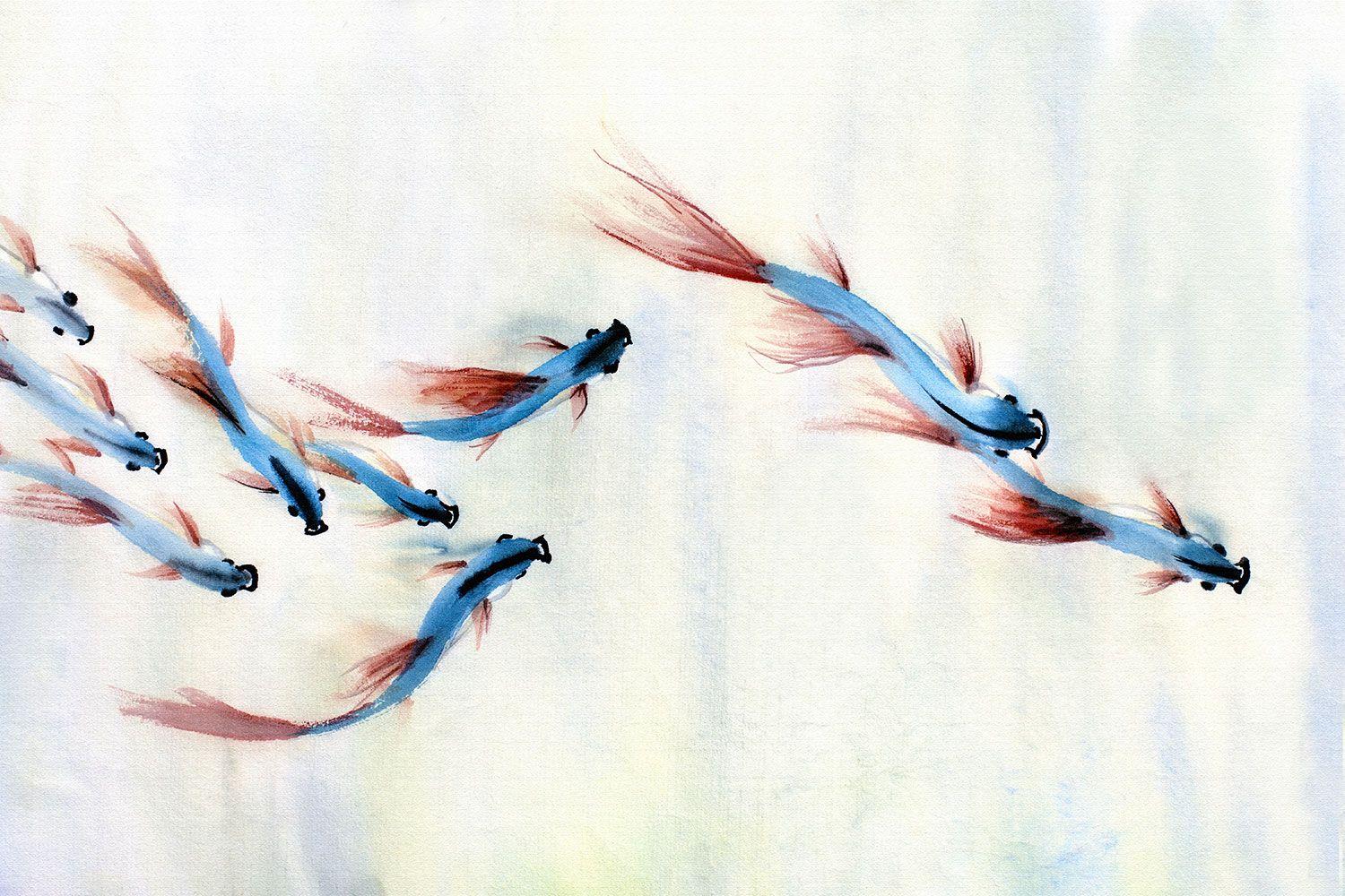 Chinese Fish Wallpapers - Top Free Chinese Fish Backgrounds ...