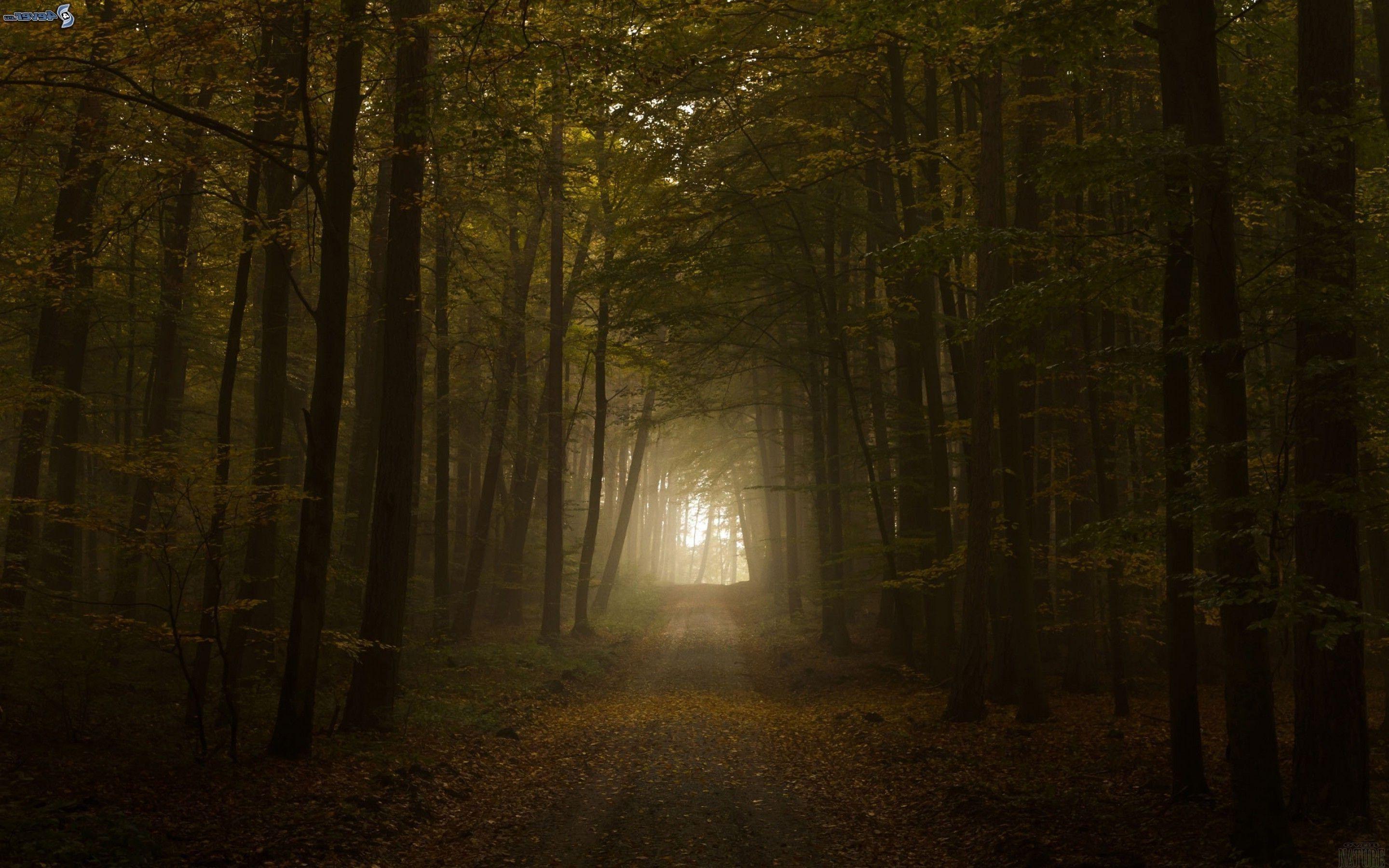 Night Forest Wallpapers - Top Free Night Forest Backgrounds ...