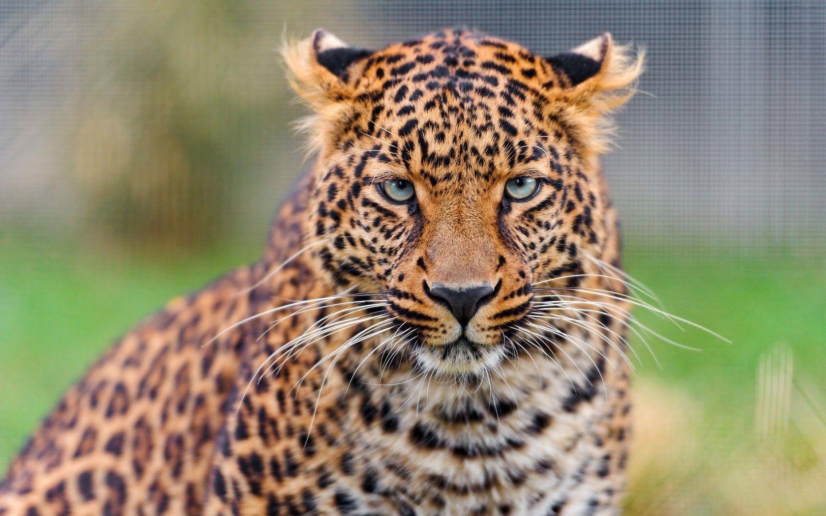 1680X1050 Leopard Wallpapers - Top Free 1680X1050 Leopard Backgrounds ...