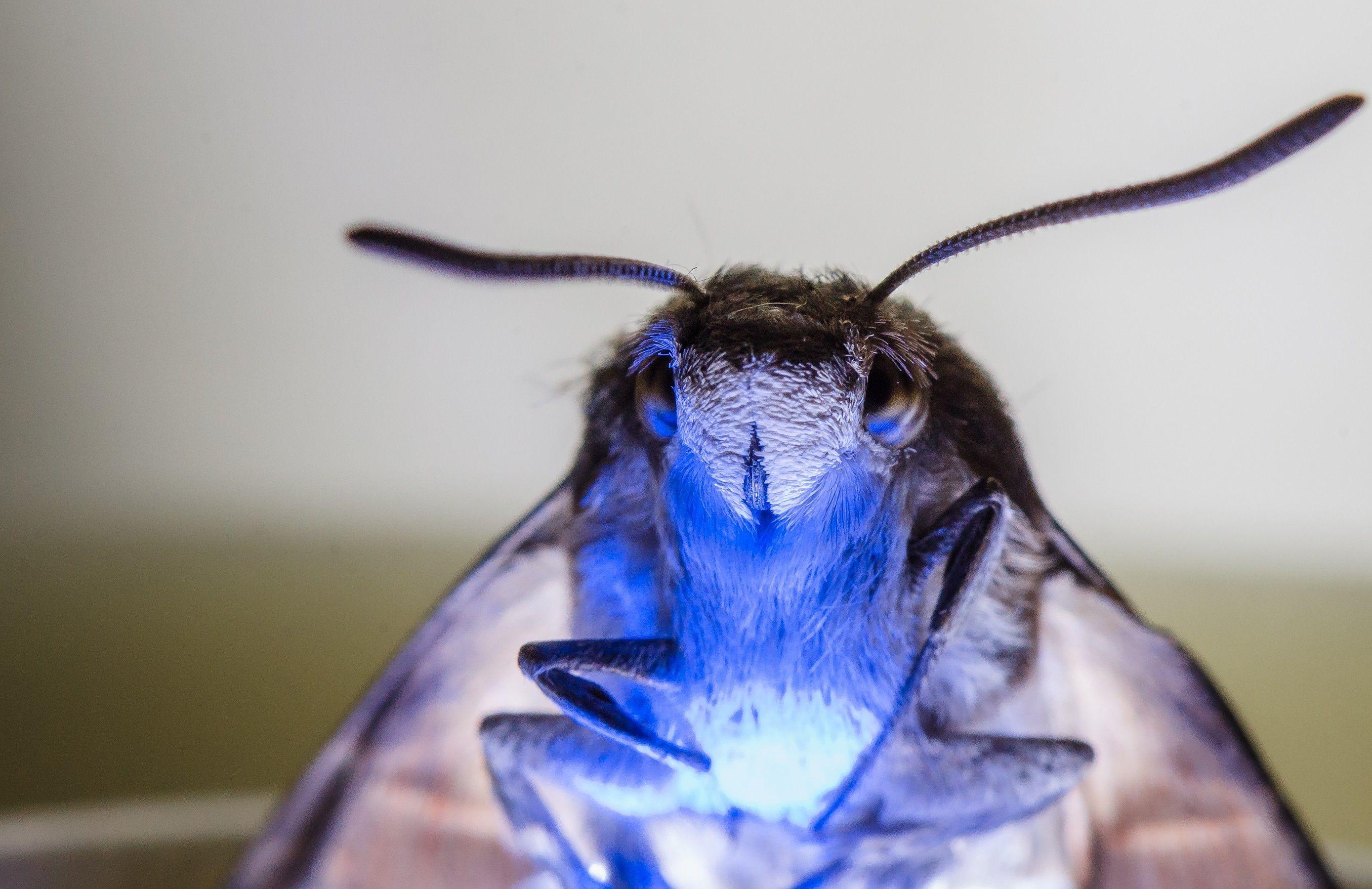 Night Butterfly Wallpapers - Top Free Night Butterfly Backgrounds ...