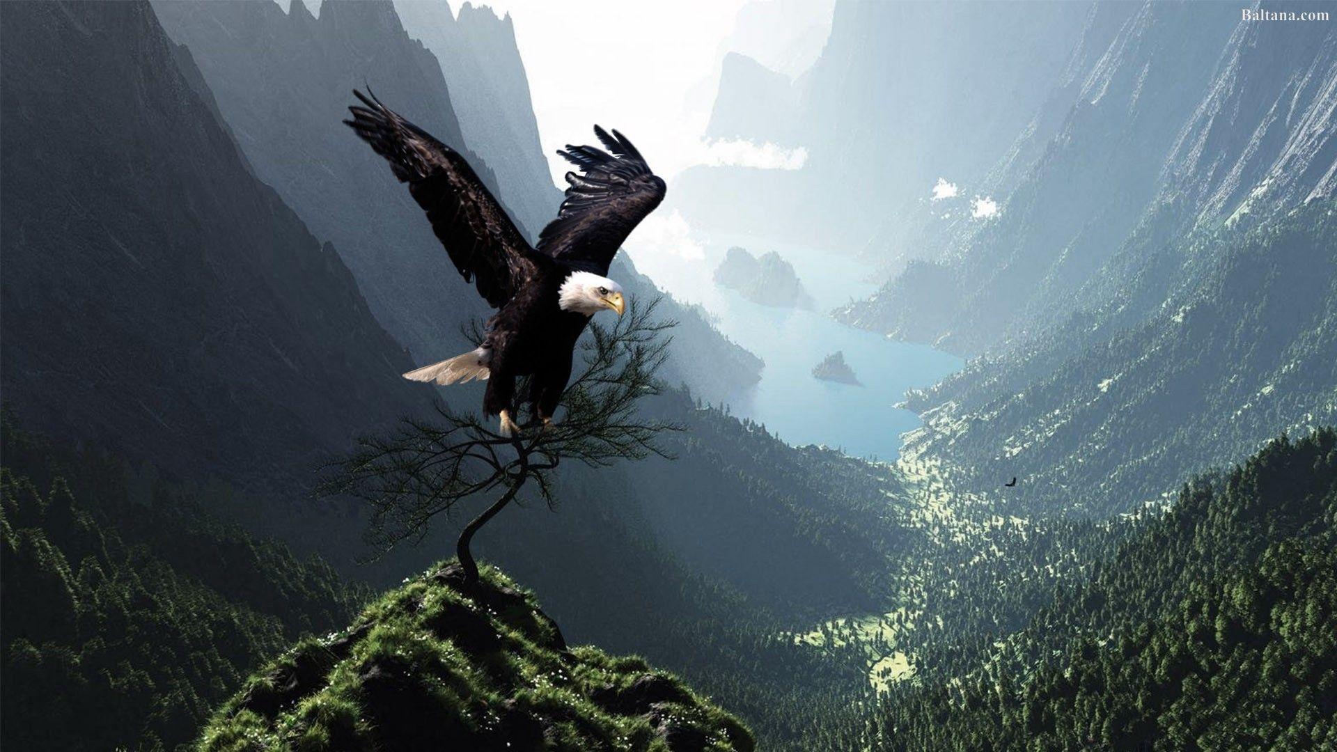 Eagles 1920 X 1080 Wallpapers - Top Free Eagles 1920 X 1080 Backgrounds - WallpaperAccess