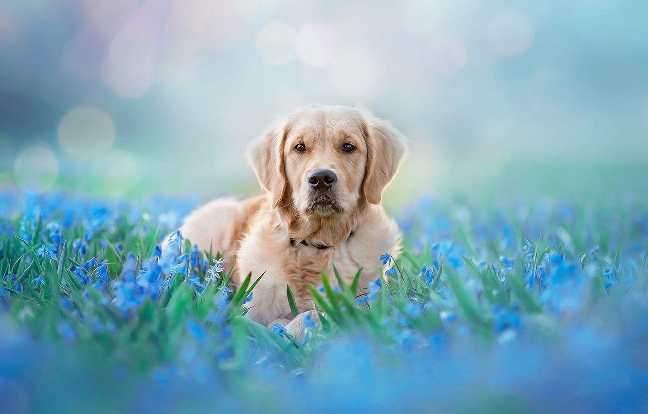 Spring Dogs Wallpapers - Top Free Spring Dogs Backgrounds - WallpaperAccess