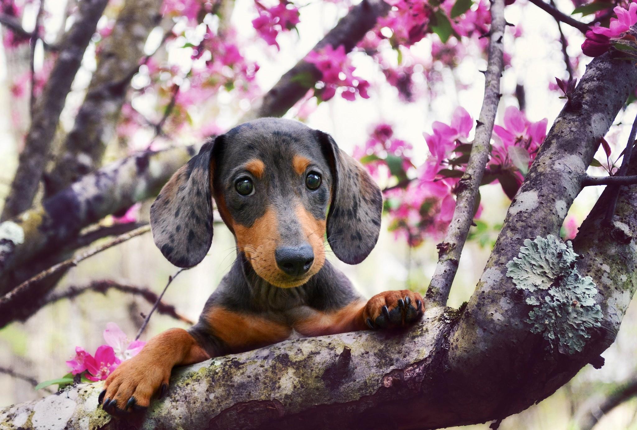 Spring Dogs Wallpapers - Top Free Spring Dogs Backgrounds - WallpaperAccess