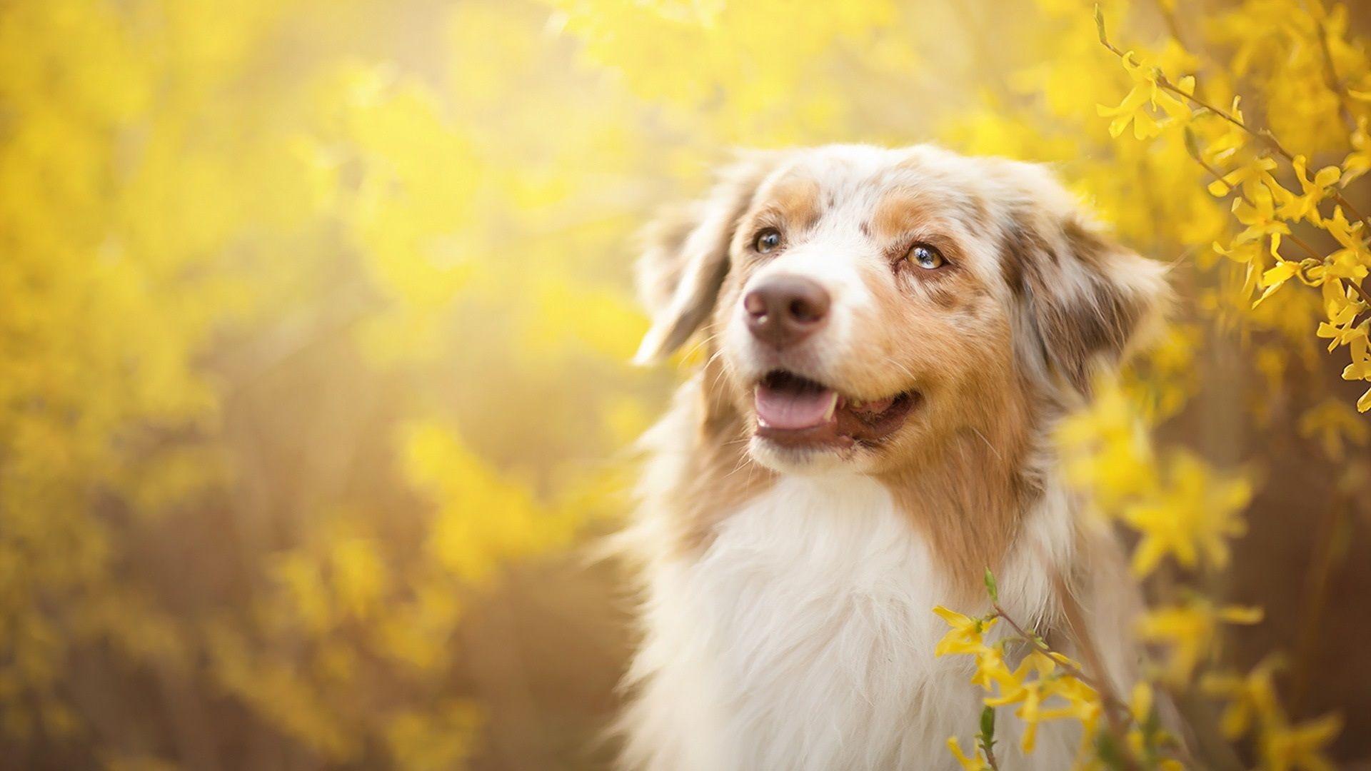 Spring Dogs Wallpapers - Top Free Spring Dogs Backgrounds - WallpaperAccess
