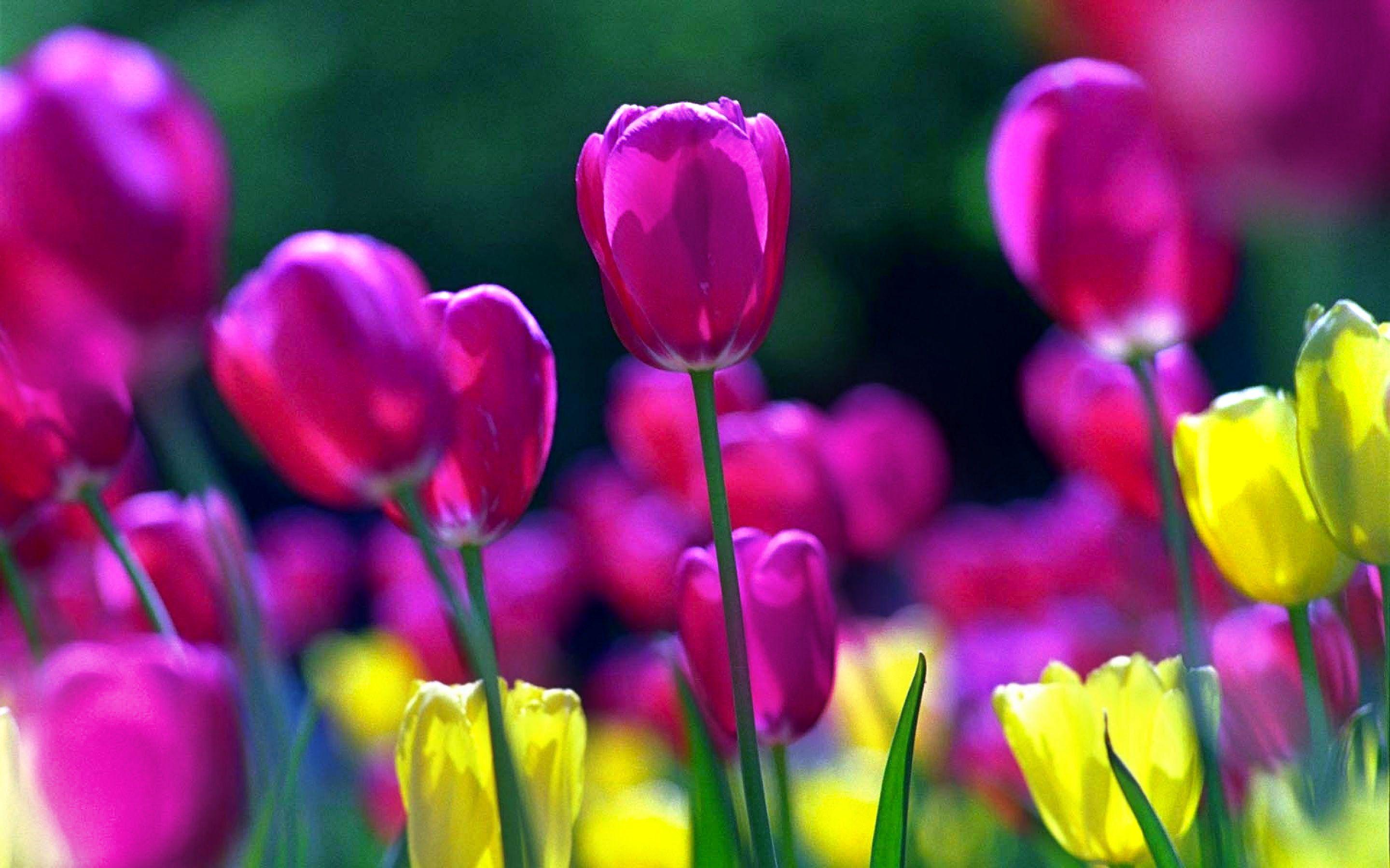3D Spring Wallpapers - Top Free 3D Spring Backgrounds - WallpaperAccess