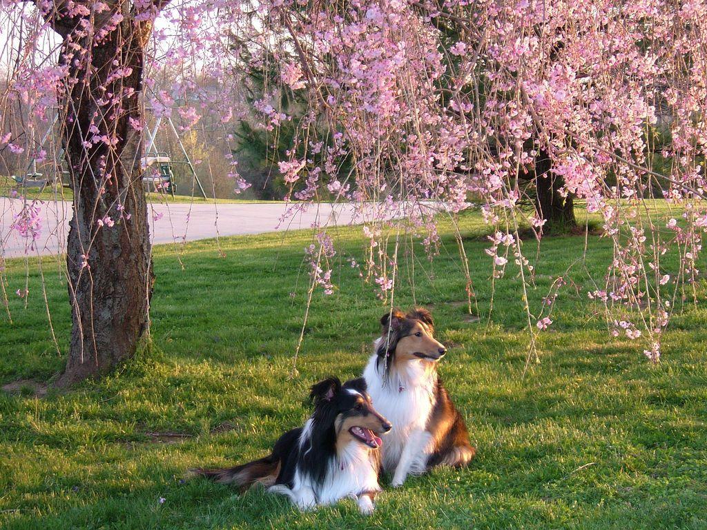 Spring Dogs Wallpapers - Top Free Spring Dogs Backgrounds - WallpaperAccess