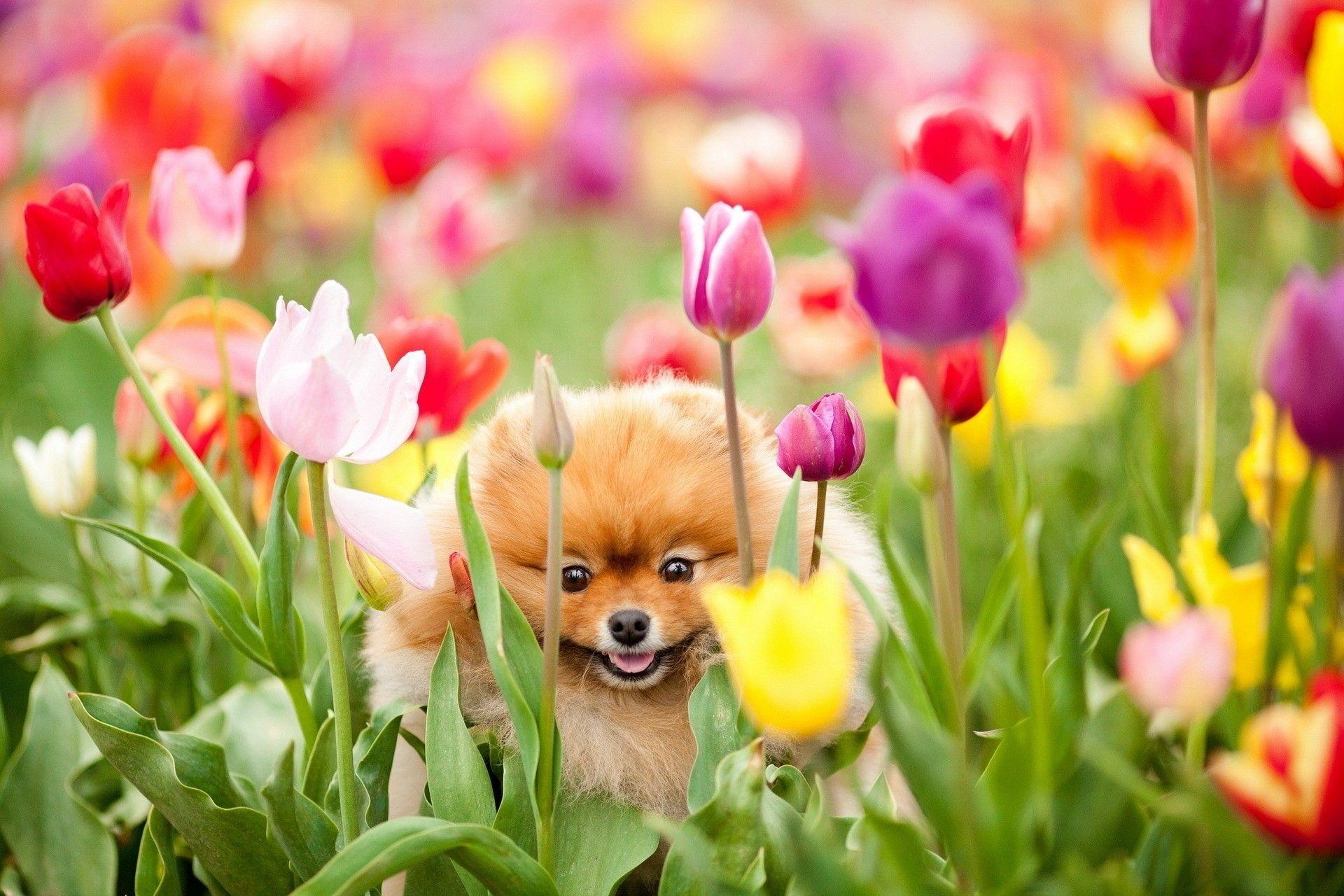 Spring Dogs Wallpapers - Top Free Spring Dogs Backgrounds - WallpaperAccess