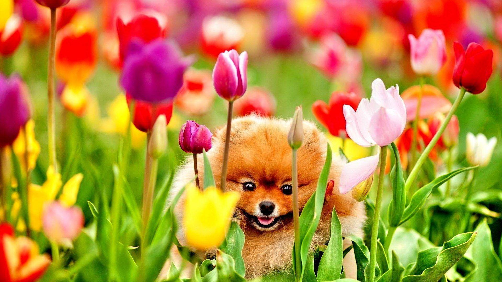Spring Puppy Desktop Wallpapers - Top Free Spring Puppy Desktop ...