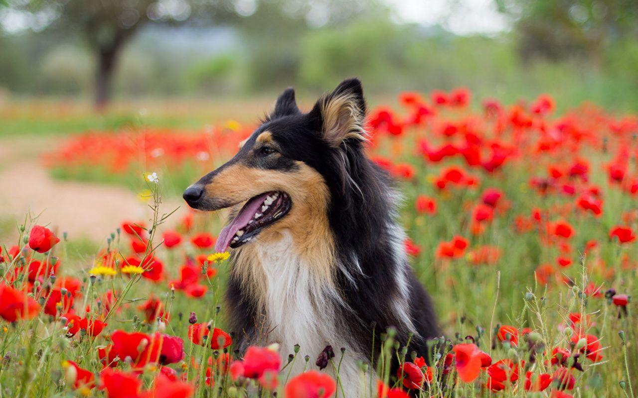 Spring Dogs Wallpapers - Top Free Spring Dogs Backgrounds - WallpaperAccess