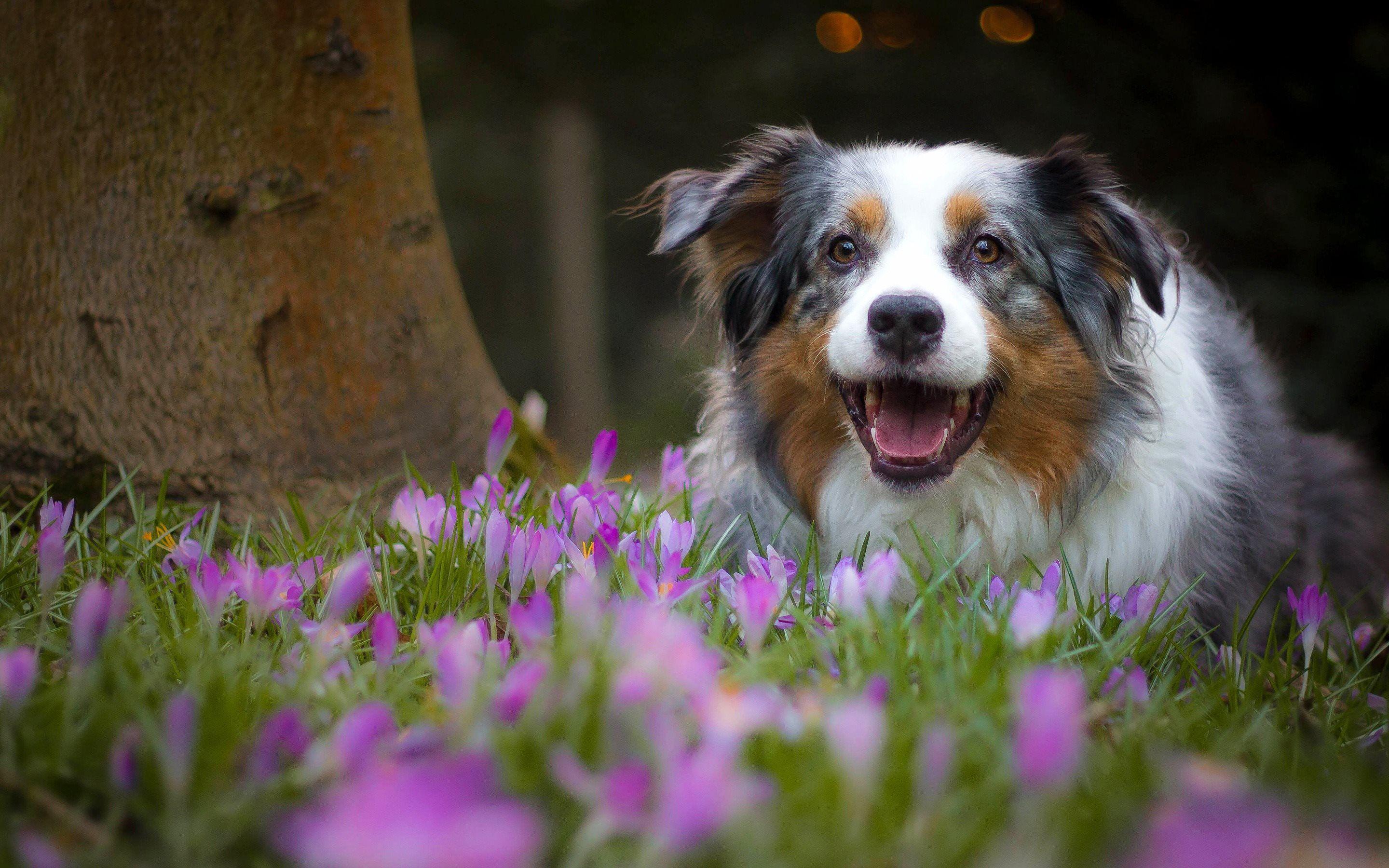 Spring Dogs Wallpapers - Top Free Spring Dogs Backgrounds - WallpaperAccess