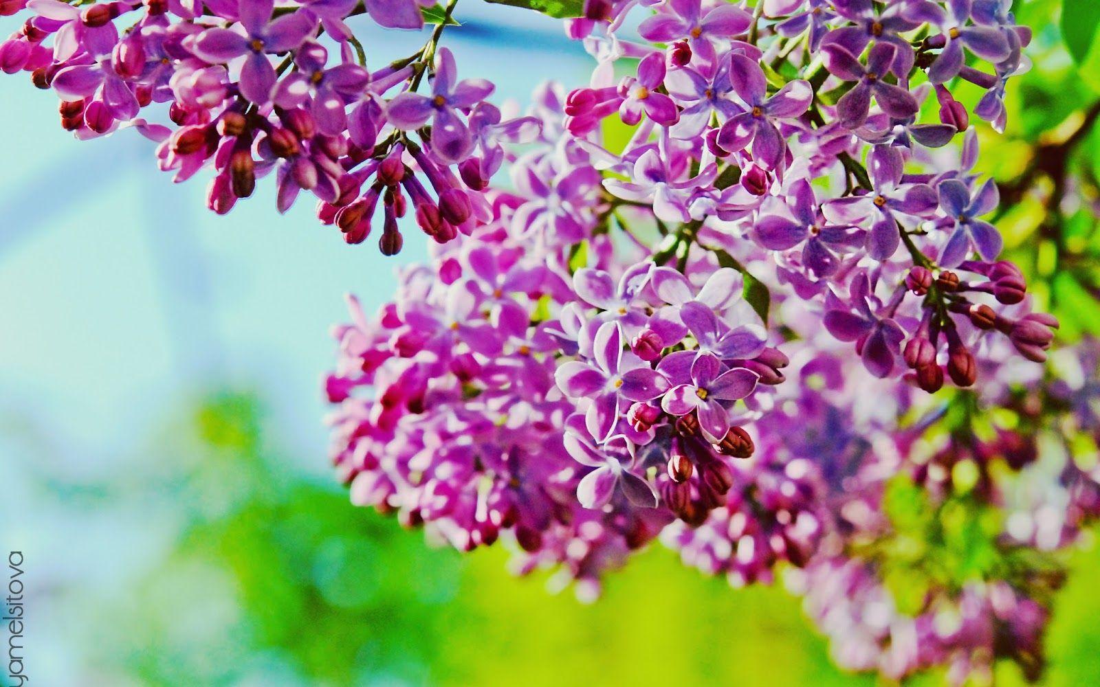 3D Spring Wallpapers - Top Free 3D Spring Backgrounds - WallpaperAccess