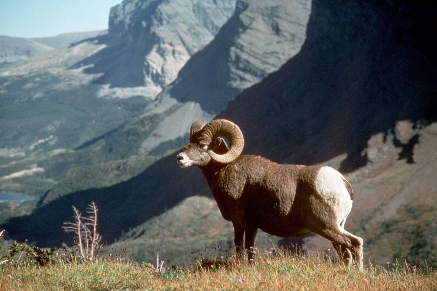 Bighorn Sheep Wallpapers - Top Free Bighorn Sheep Backgrounds ...