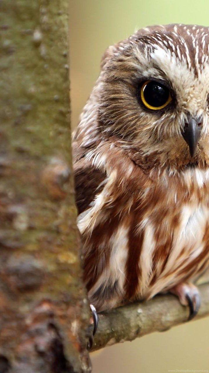 Cute Owl iPhone Wallpapers - Top Free Cute Owl iPhone Backgrounds ...